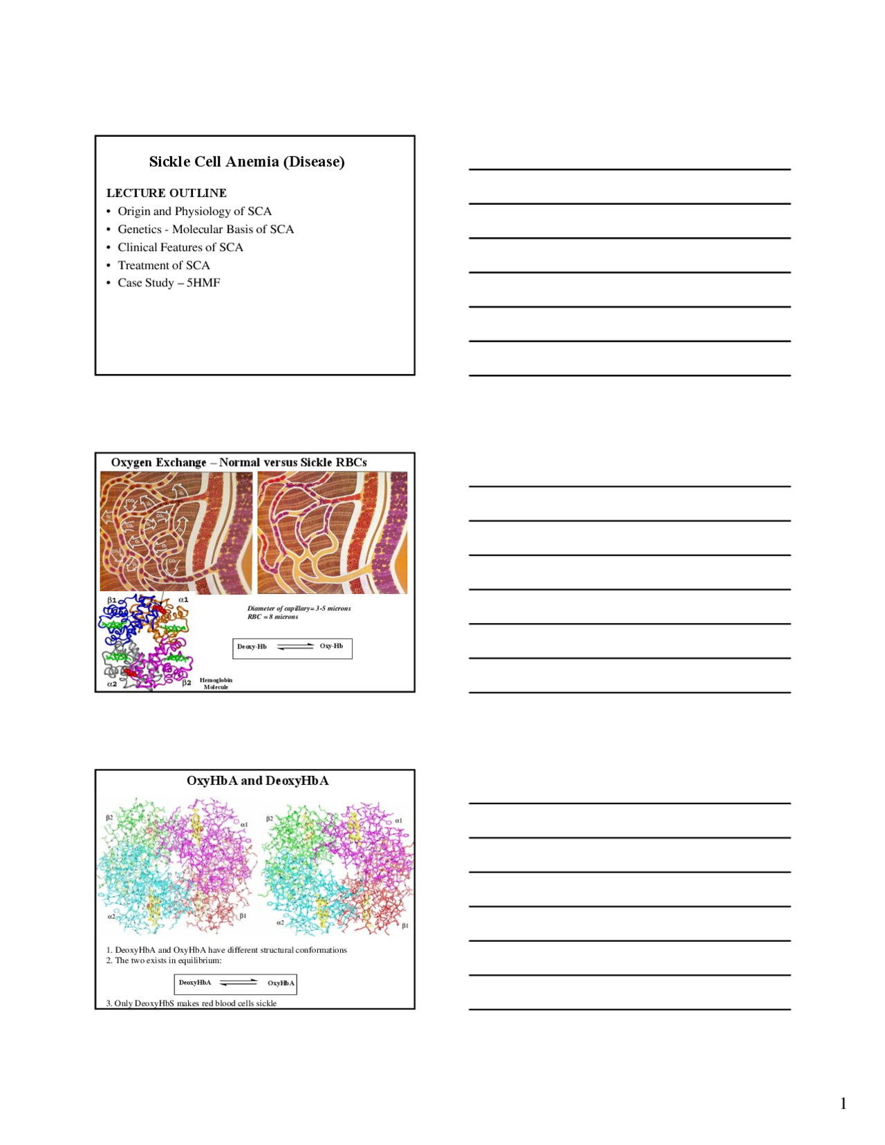 Sickle Cell Anemia Disease Lecture Slides Medc 310 Docsity