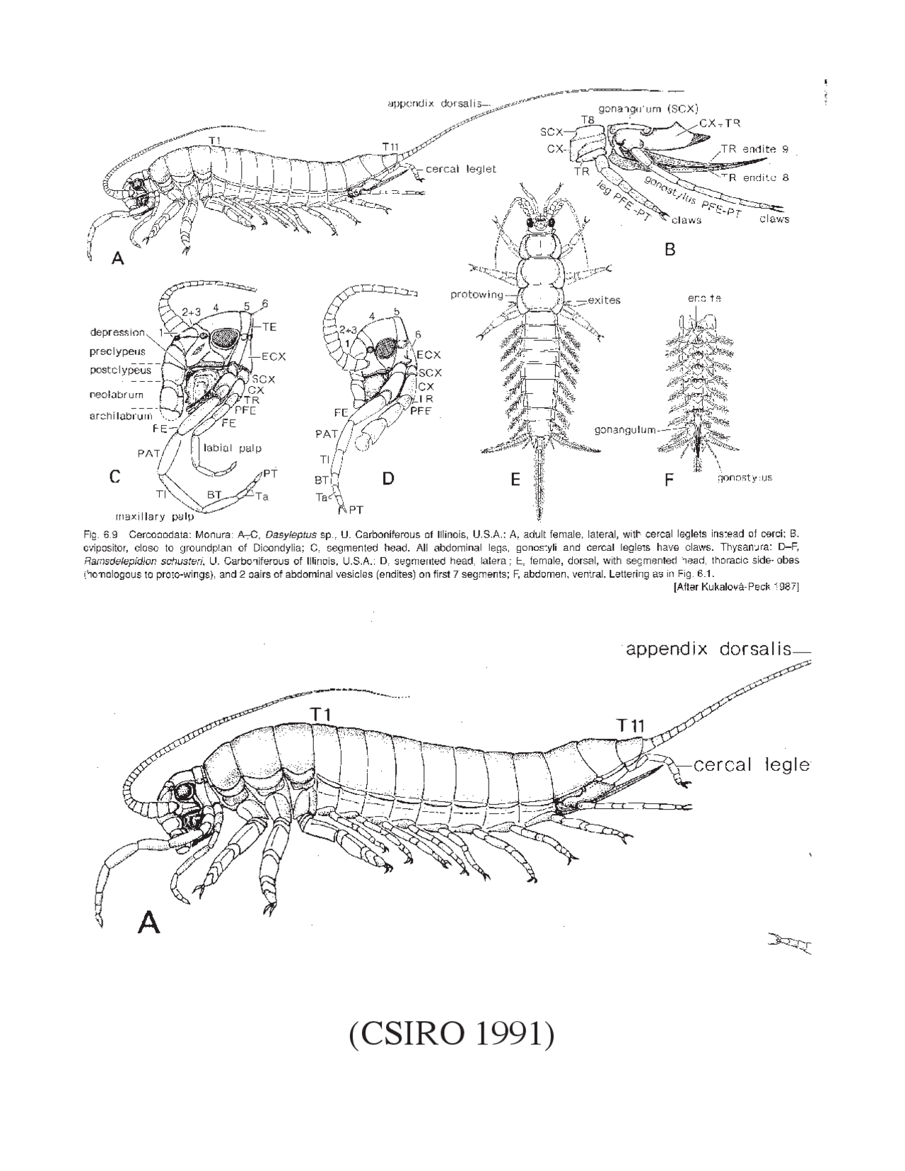 Modifications Of Basic Leg Structure Evolution Of Insect Structure