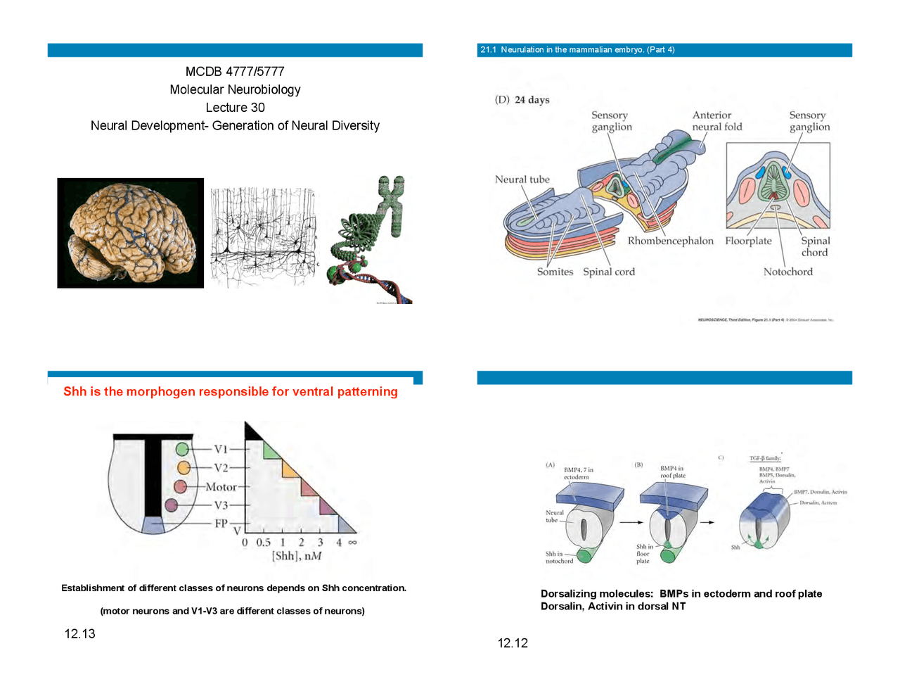 Neural Development - Generation of Neural Diversity - Lecture Slides | MCDB 4777 - Docsity