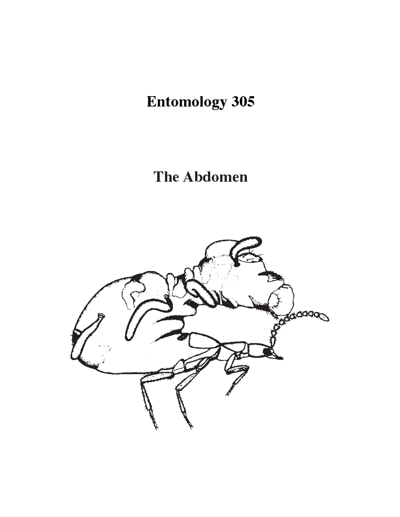 Notes on Entomology - The Abdomen - Evolution of Insect Structure ...