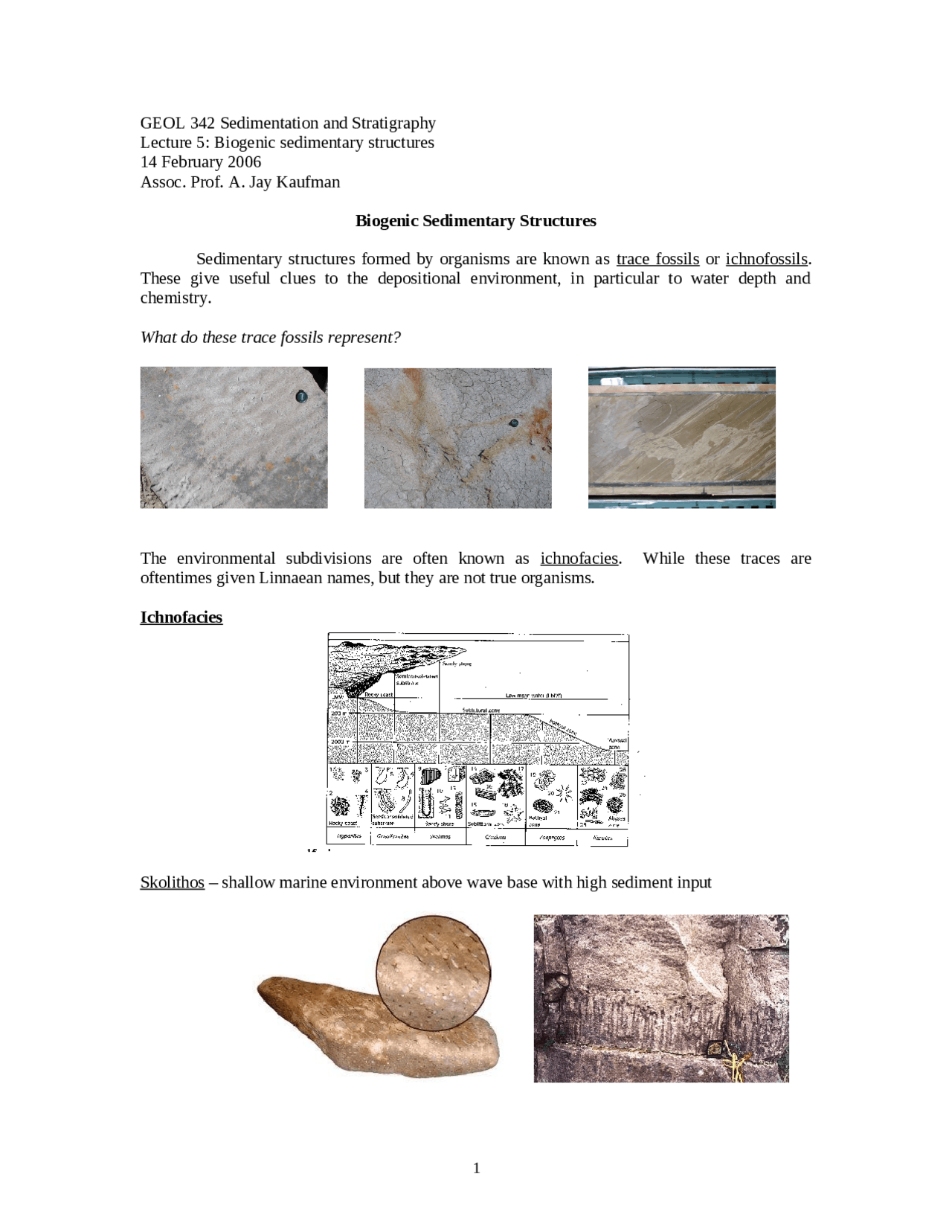 Biogenic Sedimentary Structures Lecture Notes Geol 342 Docsity