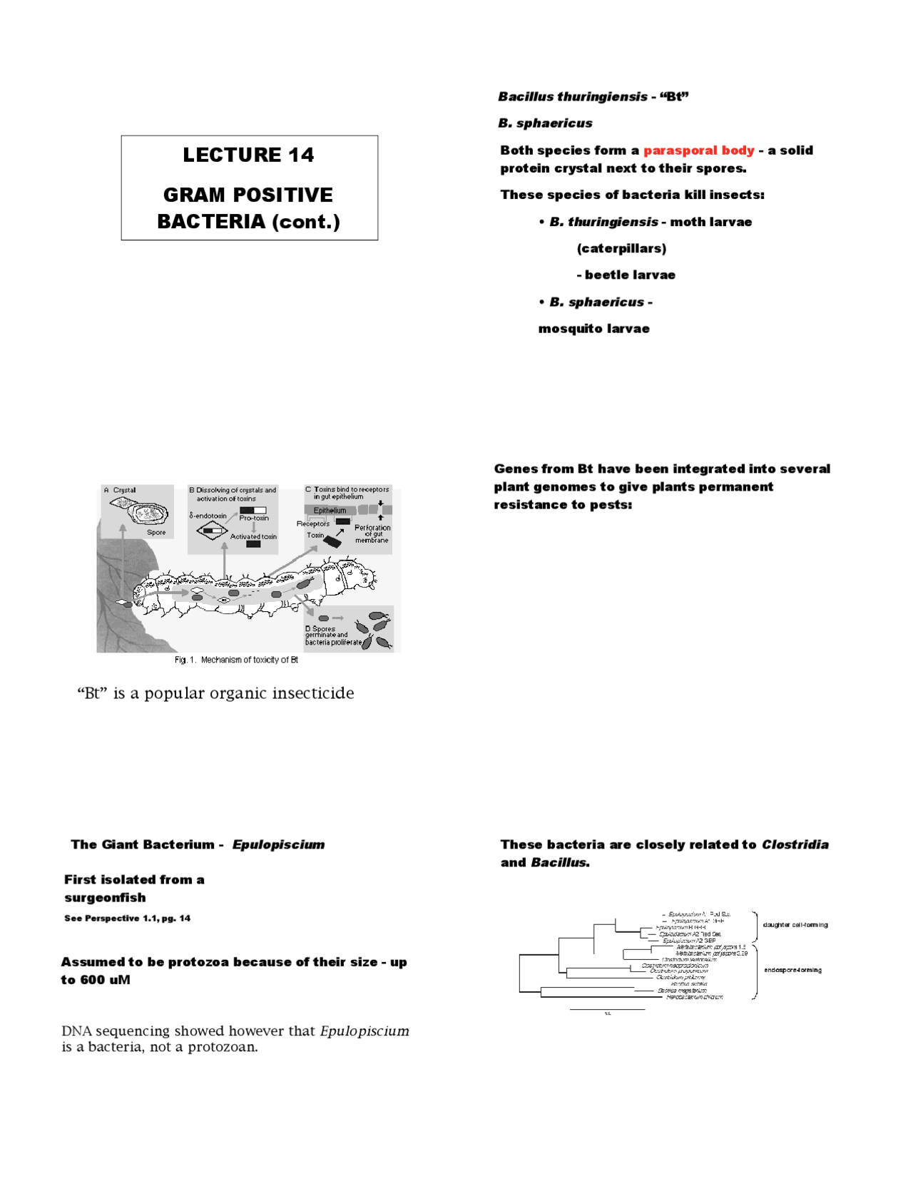 Gram Positive Bacteria Lecture Slides Ebio 3400 Docsity