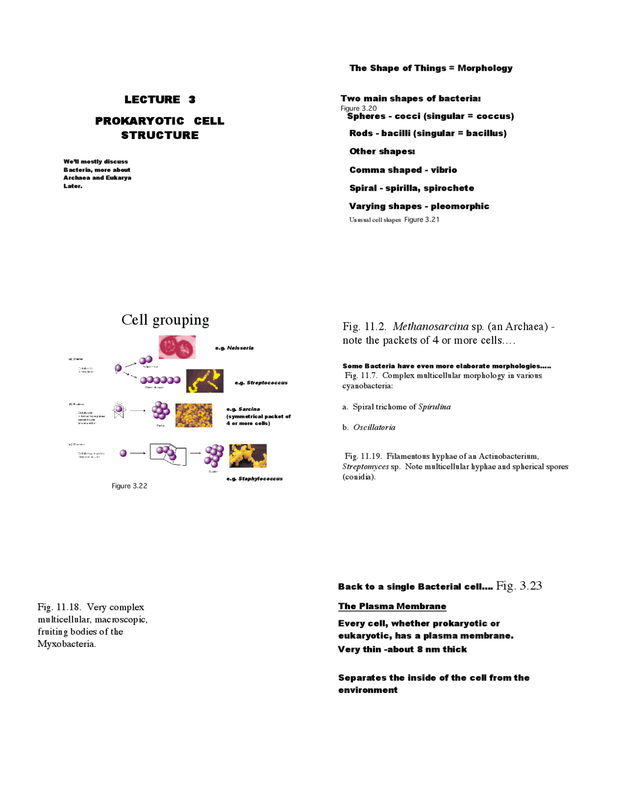 Prokaryotic Cell Structure Lecture Slides Ebio 3400 Docsity