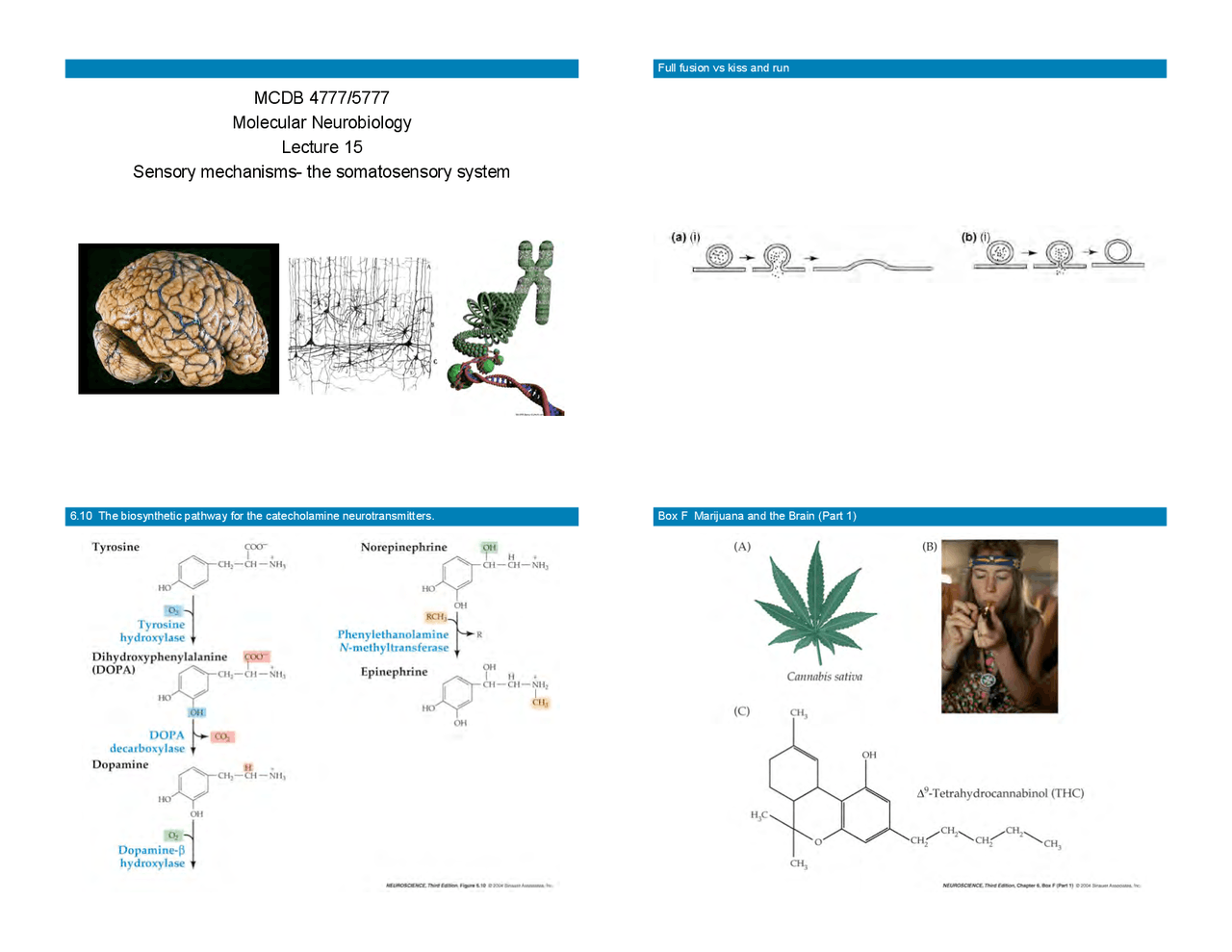 Lecture Slides on Sensory Mechanisms- the Somatosensory System | MCDB ...
