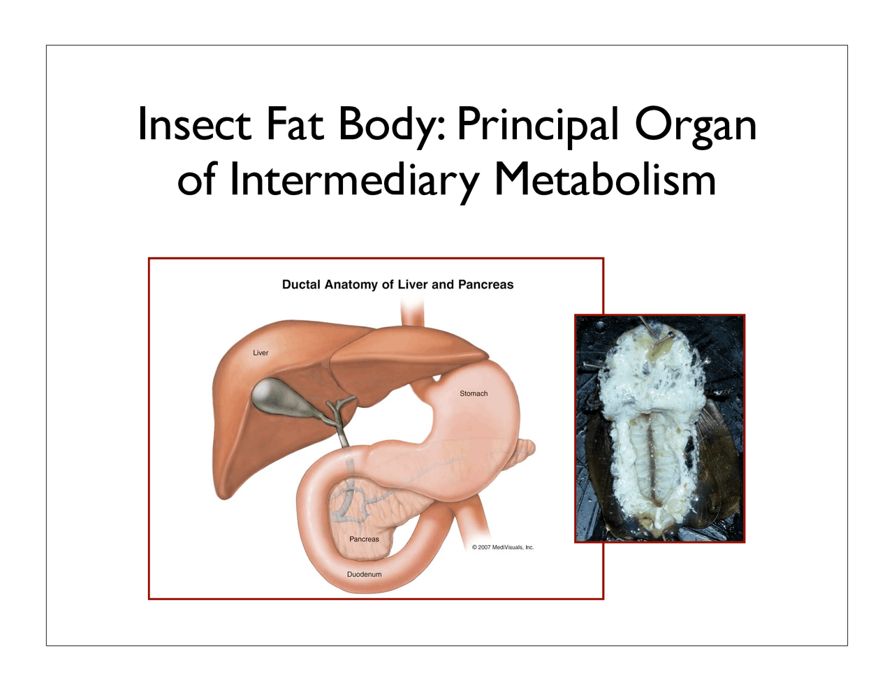 Insect Fat Body: Principal Organ of Intermediary Metabolism | ENTO 306 ...