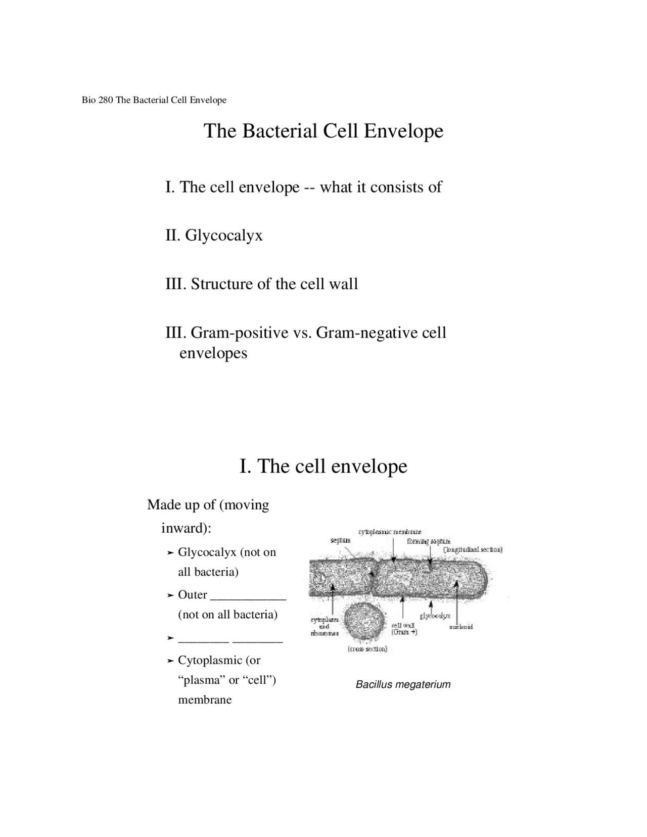 The Bacterial Cell Envelope in Microbiology - Lecture Notes | BIO 280 ...