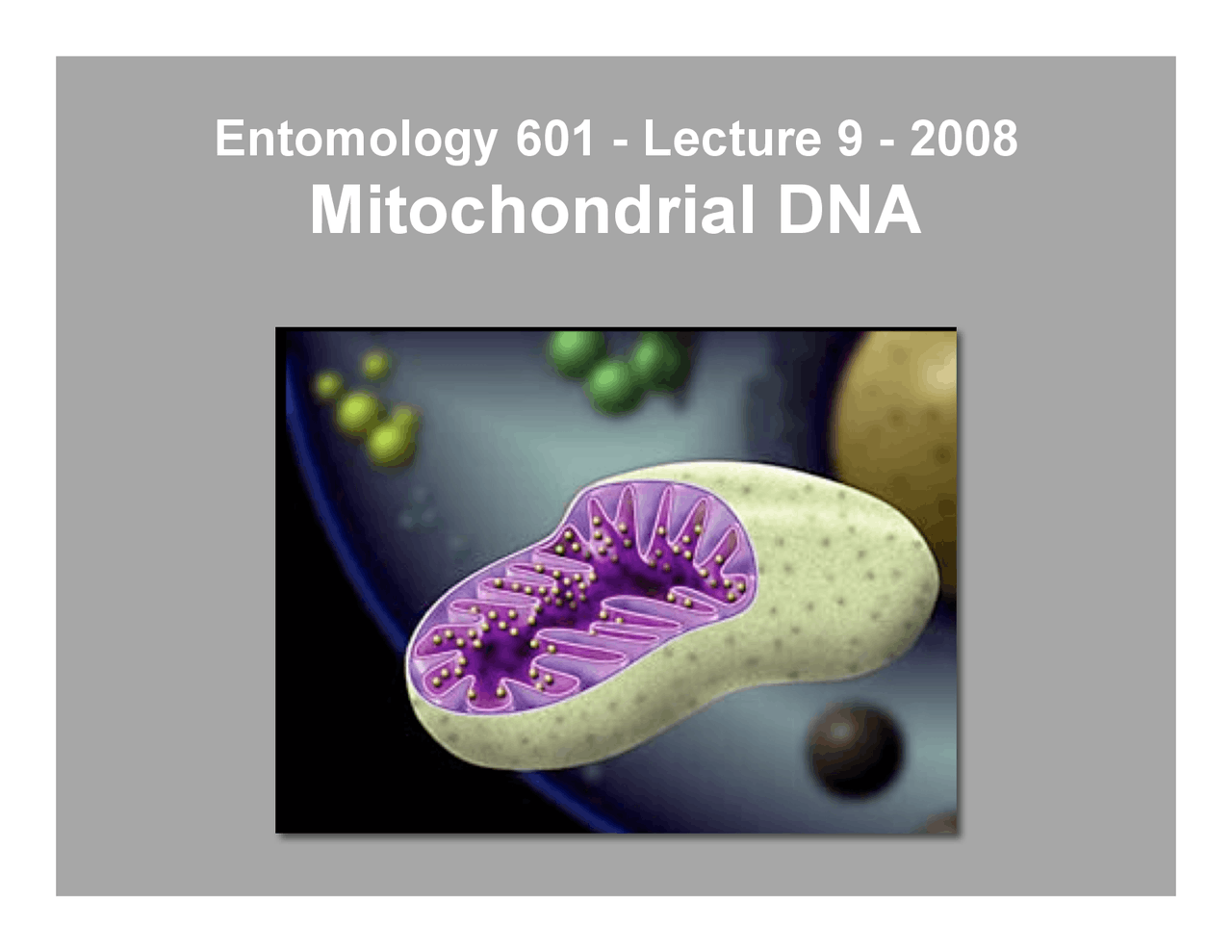 Notes On Mitochondrial Dna Principles Of Systematic Entomology Ento