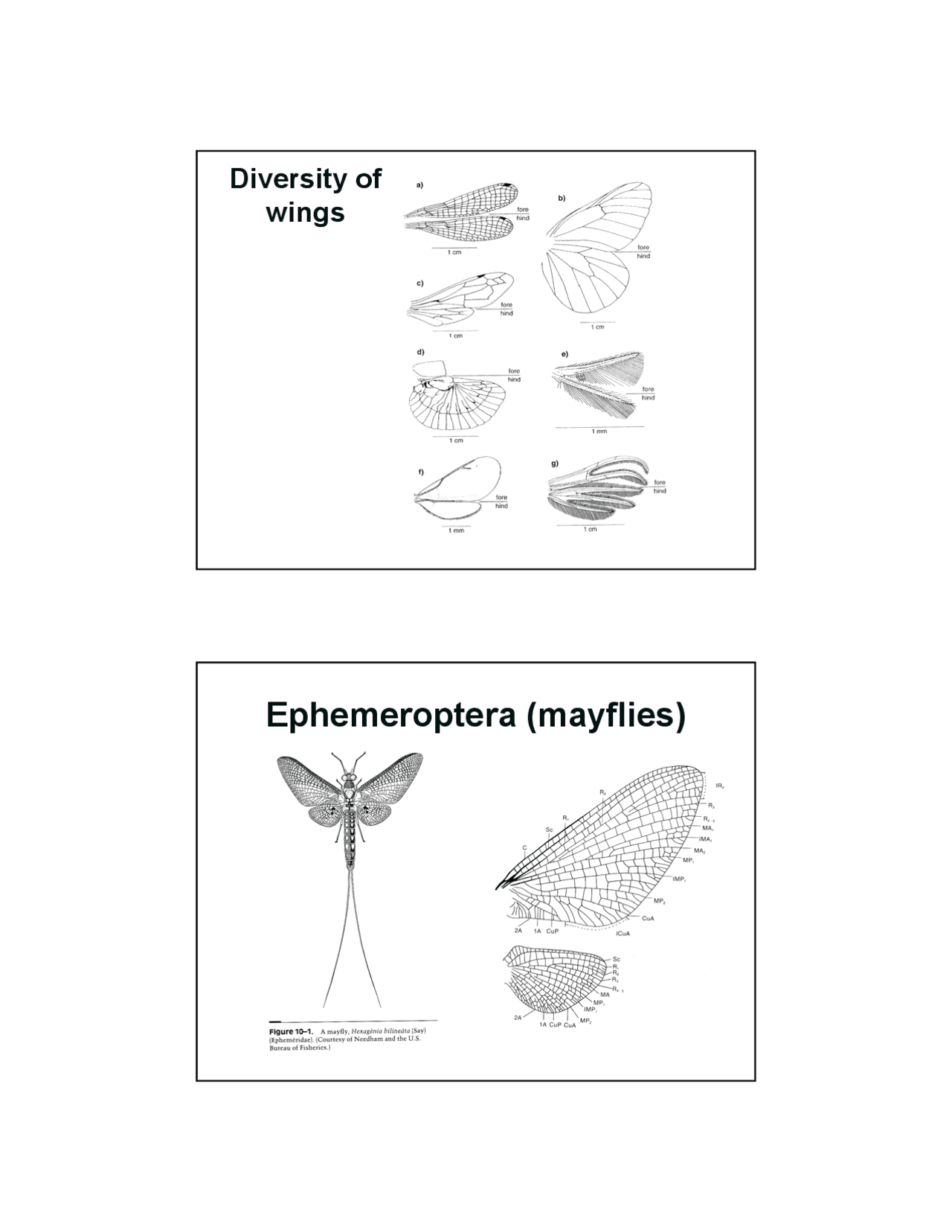 Diversity Of Wings Lecture Slides Ento 305 Docsity