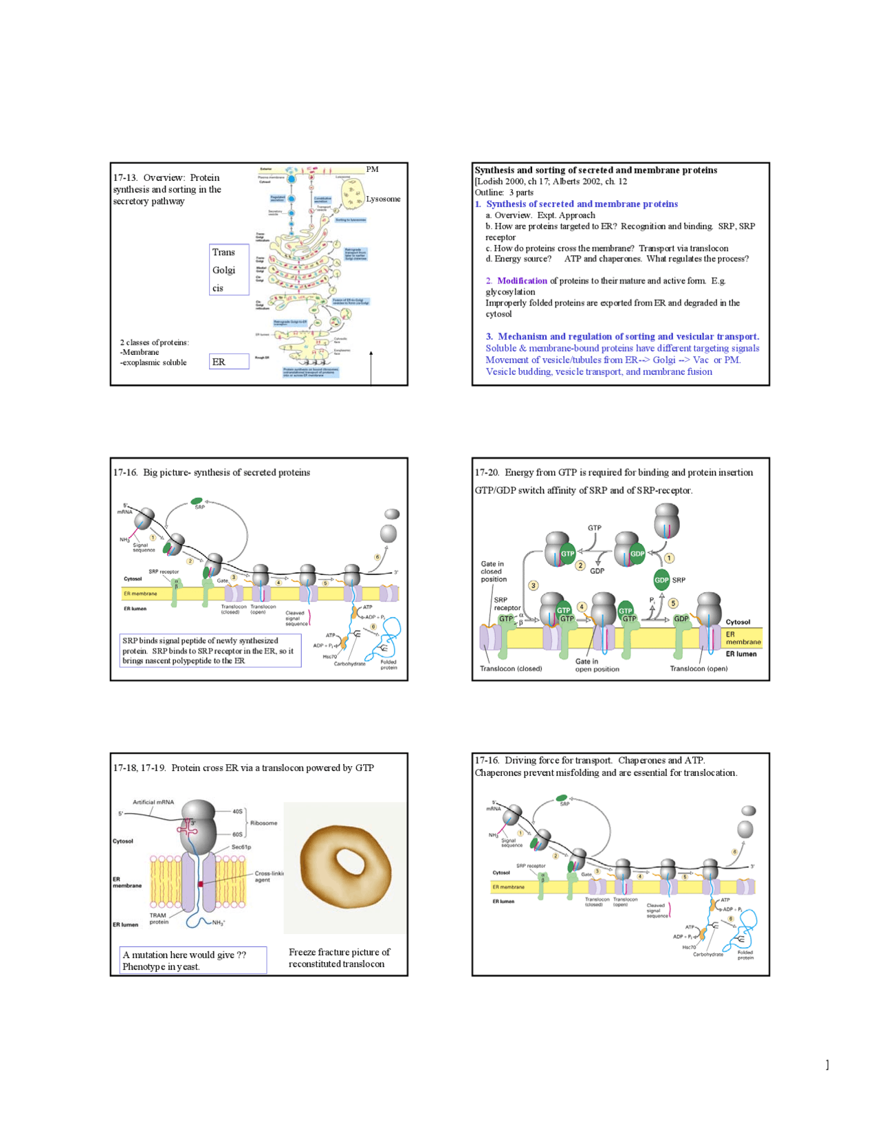 Protein Synthesis and Sorting in the Secretory Pathway - Lecture Slides ...