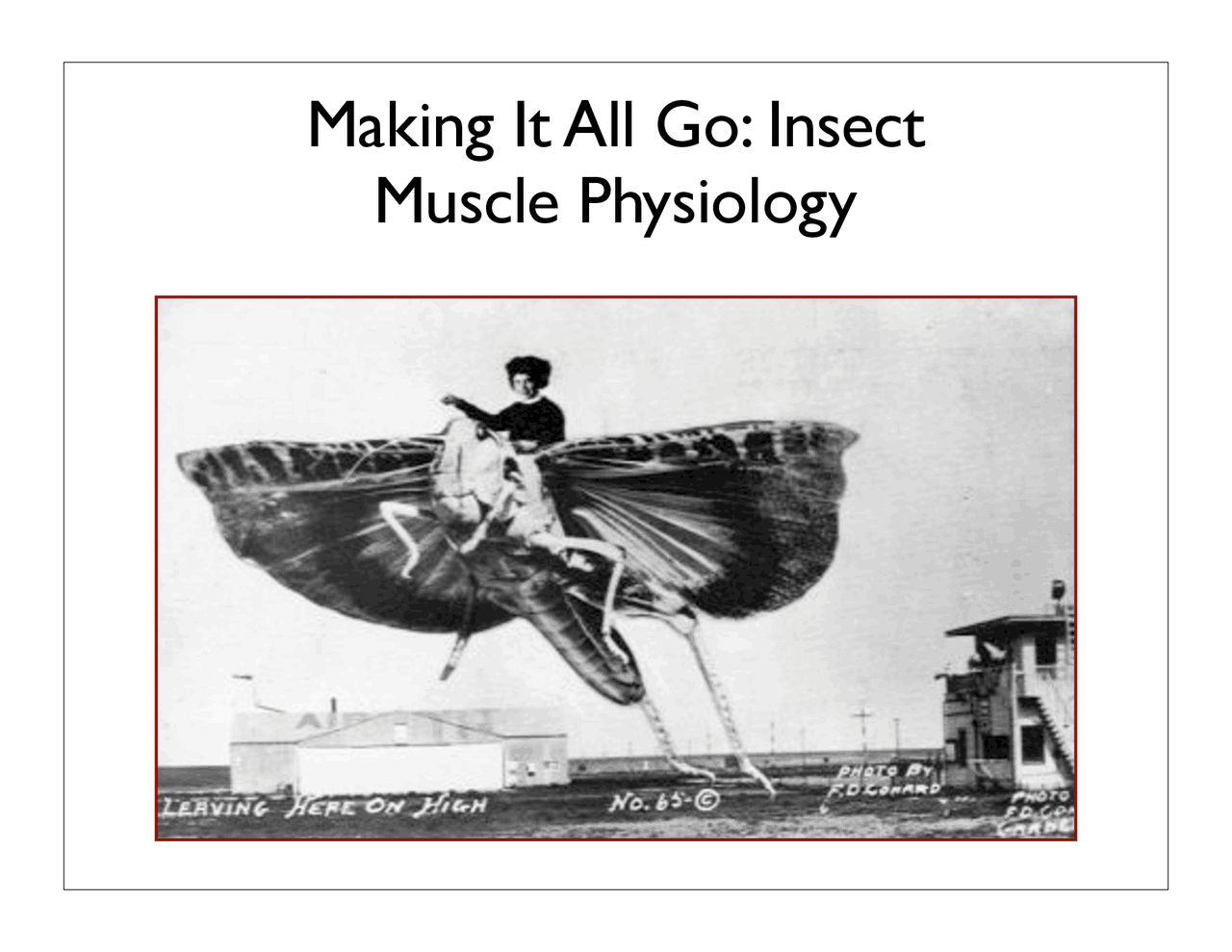 Insect Muscle Physiology: Structure, Contraction, and Innervation ...