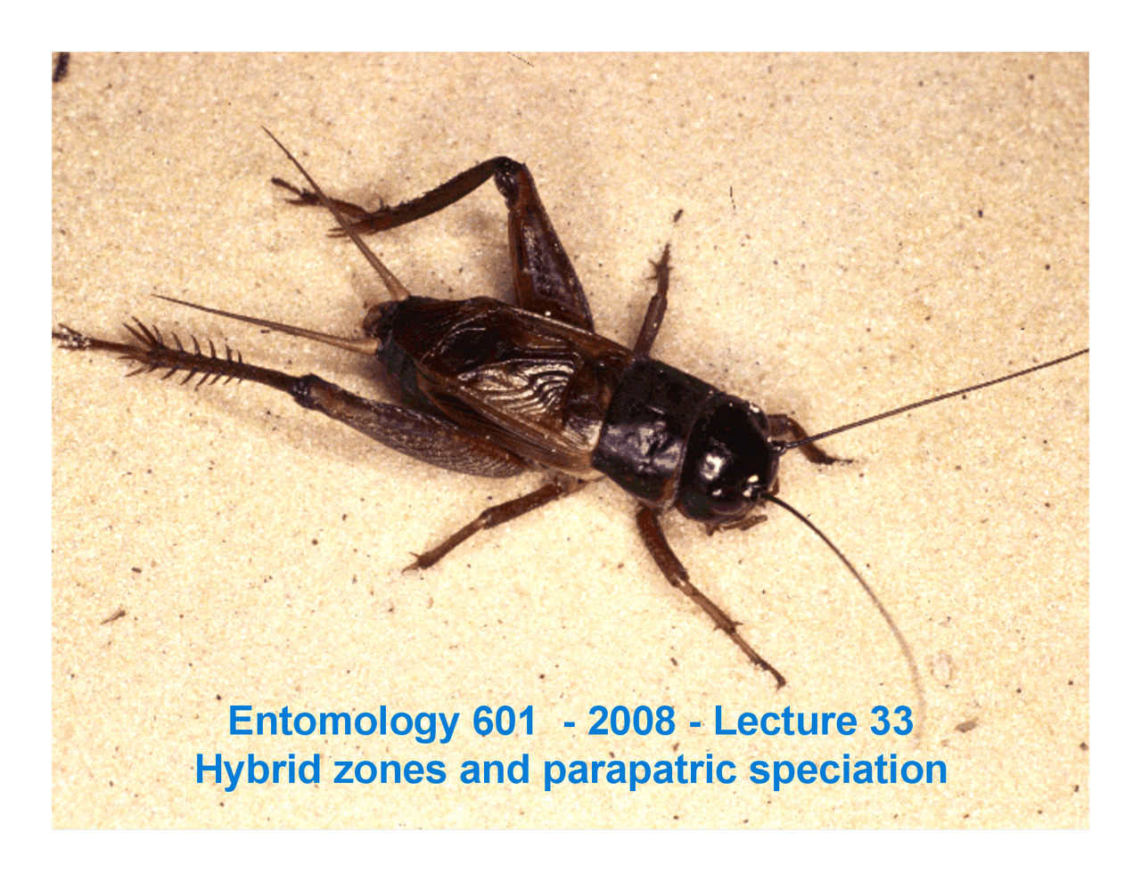 Notes On Hybrid Zones Parapatric Speciation Systematic Entomology