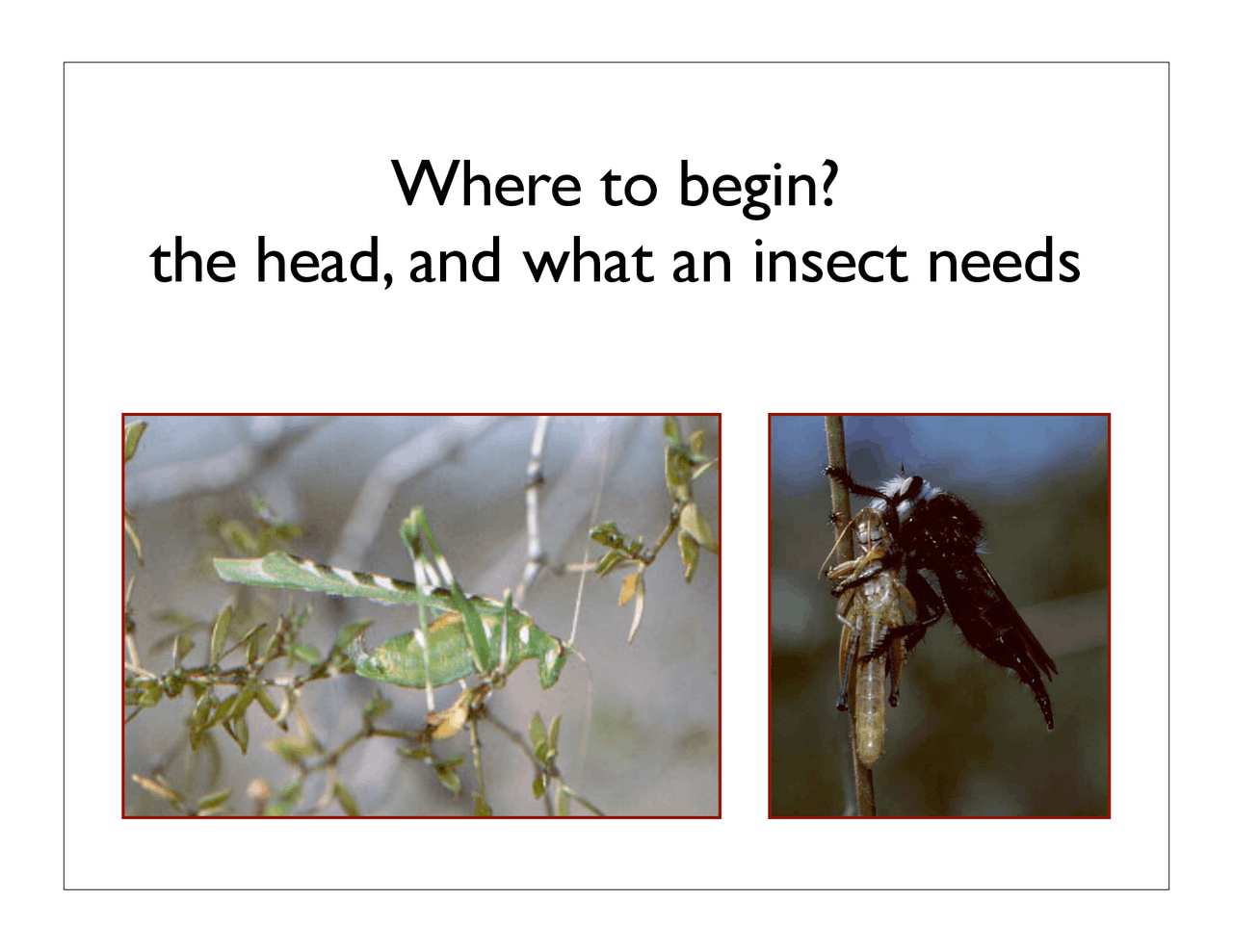 Where To Begin The Head And What An Insect Needs Ento 306 Docsity