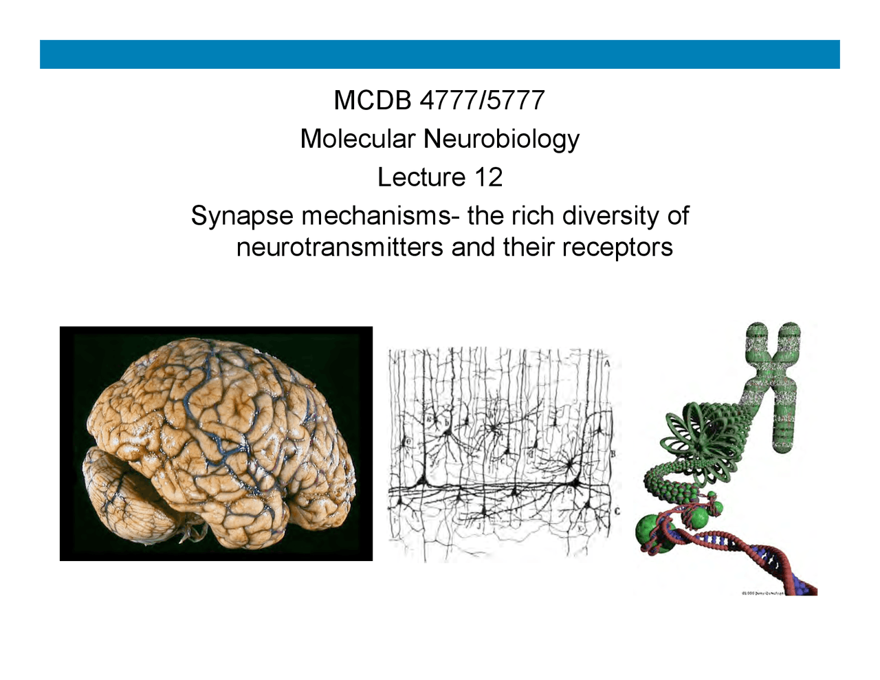 Synapse Mechanisms: The Rich Diversity of Neurotransmitters and their Receptors | MCDB 4777 ...
