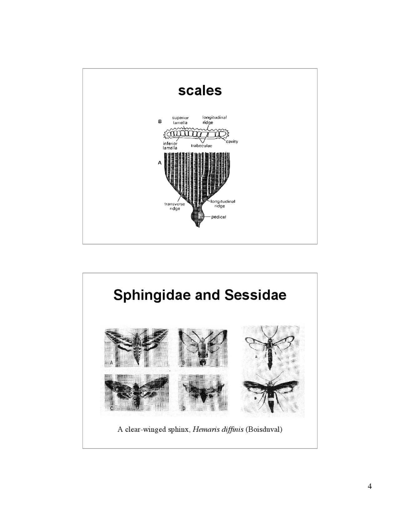 Notes On Scales Evolution Of Insect Structure Ento 305 Docsity