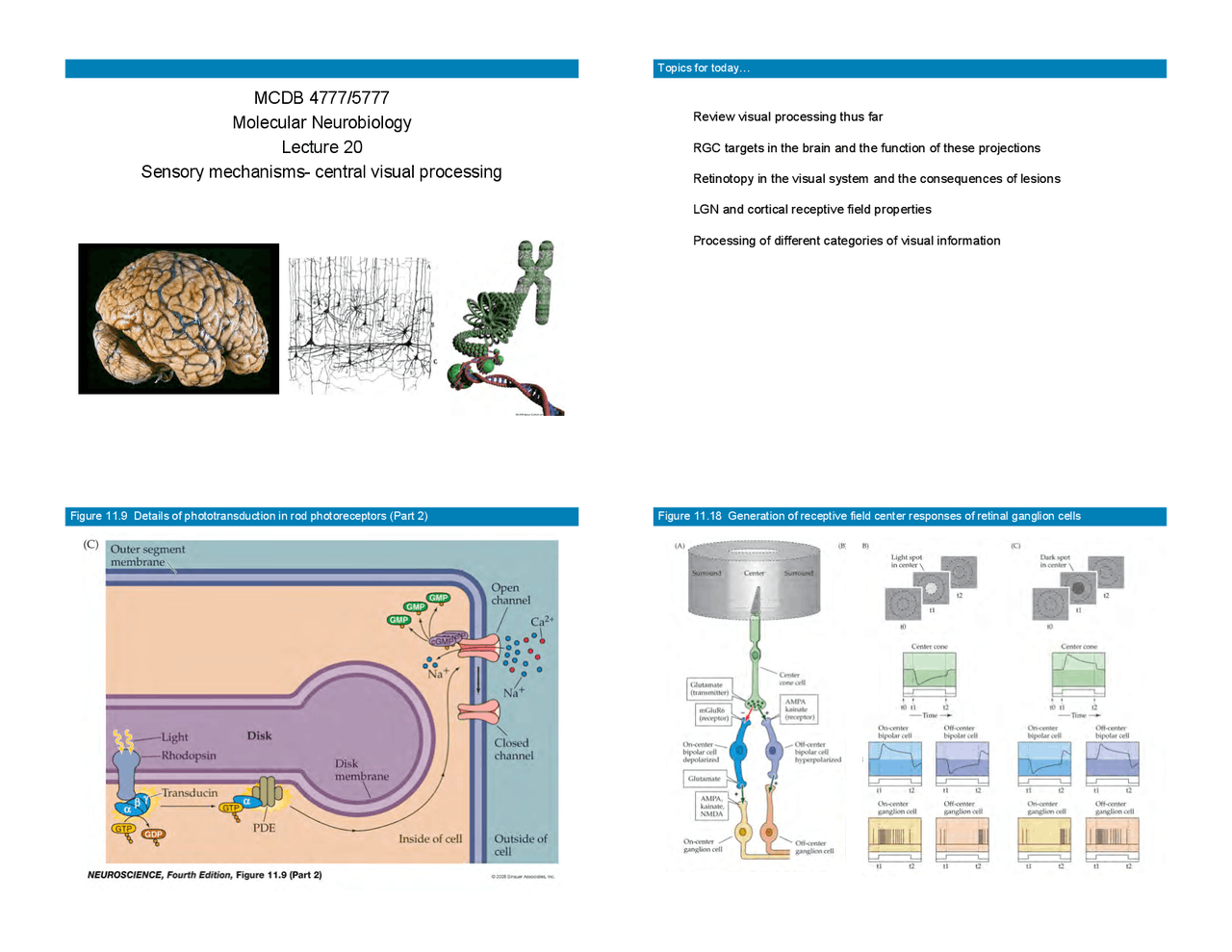 Sensory mechanisms- Central Visual Processing - Slides | MCDB 4777 ...