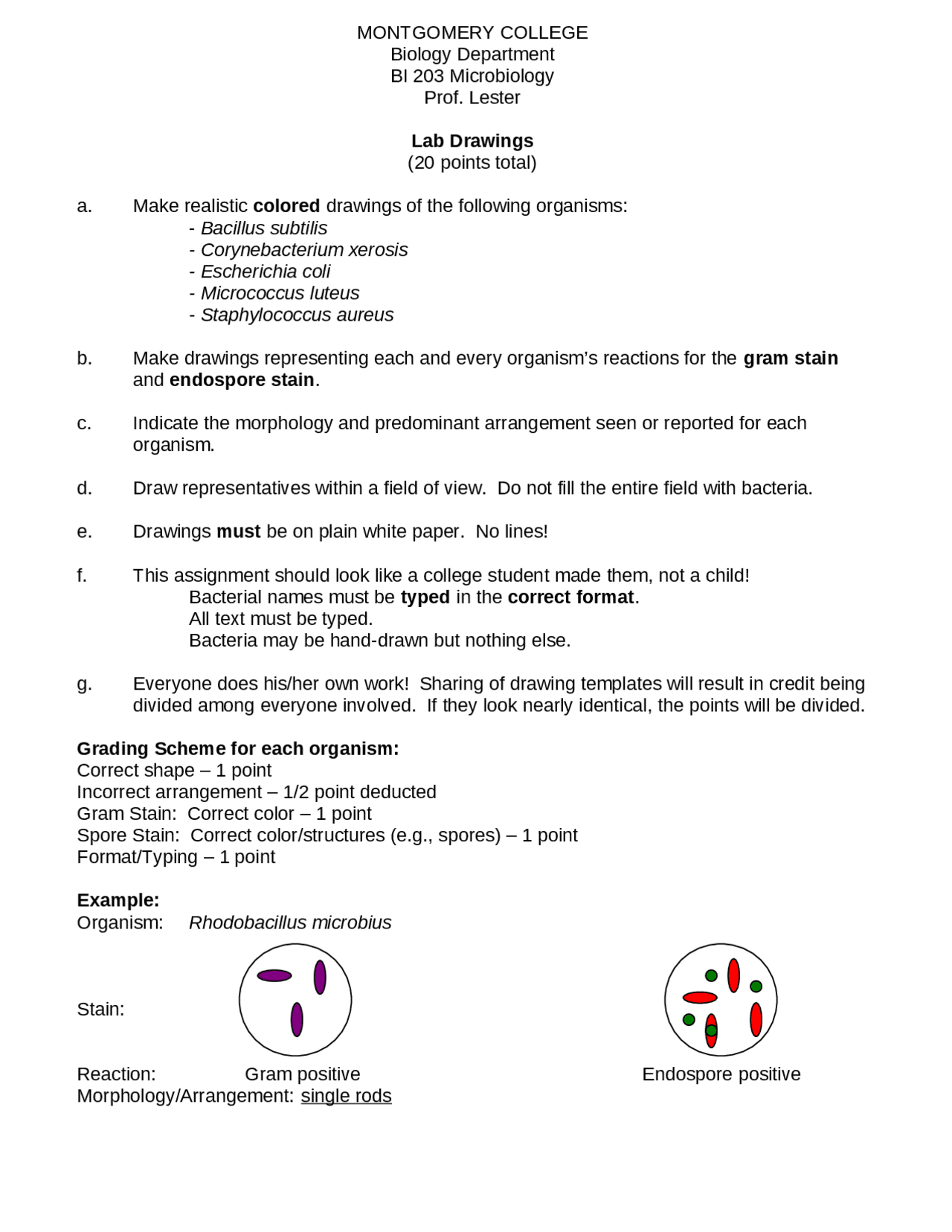 Laboratory Drawings - Microbiology | Biology Department | BI 203 - Docsity