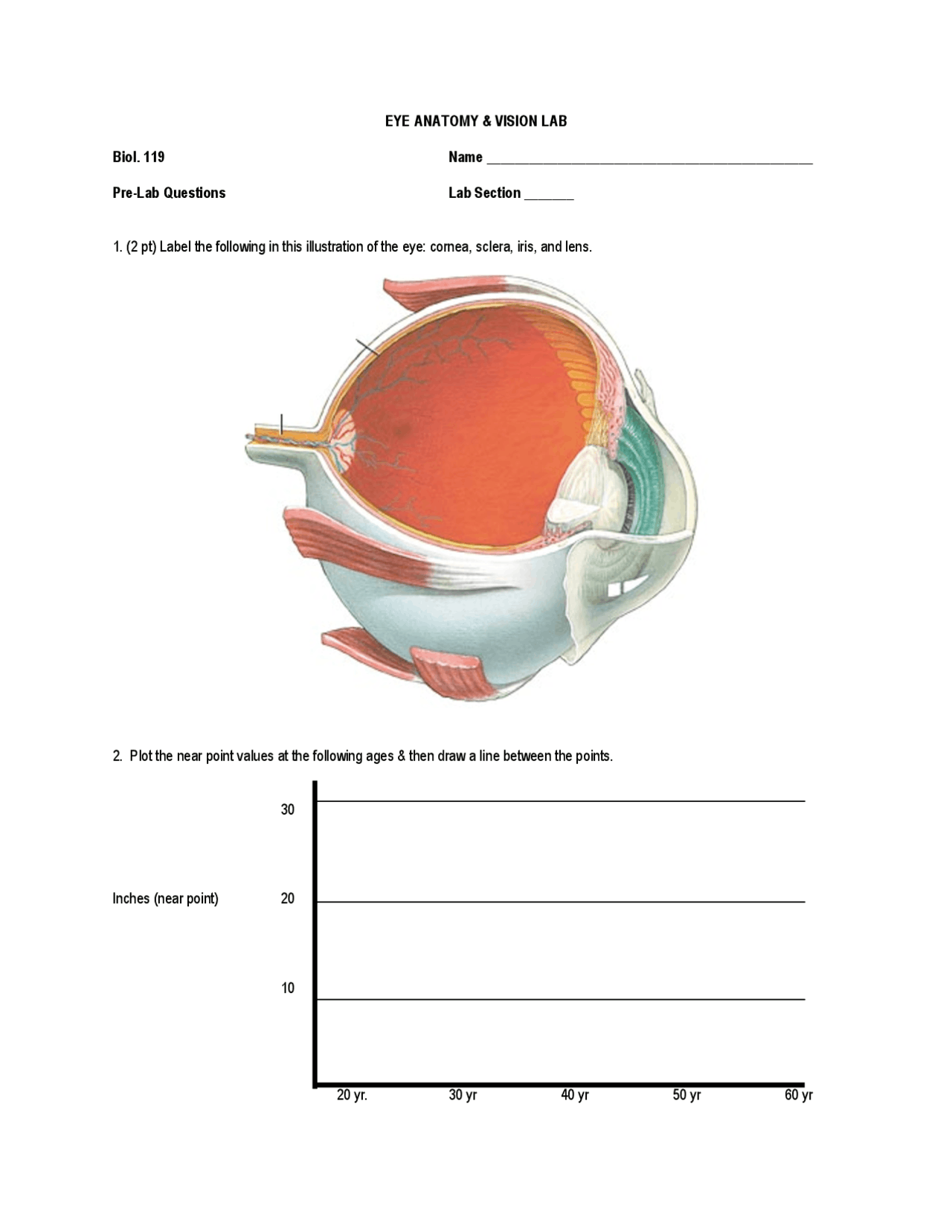 Eye Anatomy and Vision Lab - Elementary Physiology Lab | BIOL 119 - Docsity