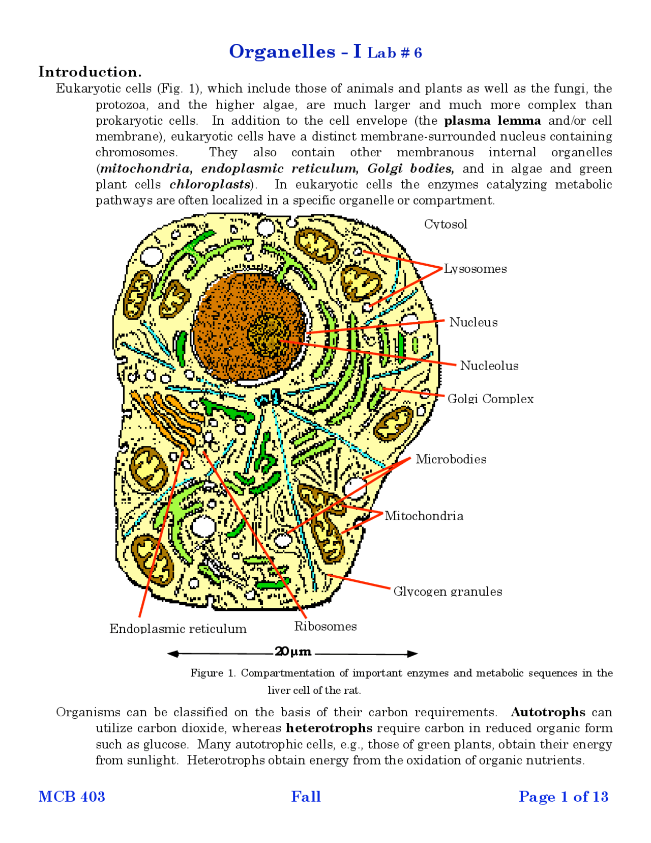 Organelles - 1 - Lab 6 -Cell and Membrane Physiology | MCB 403 - Docsity