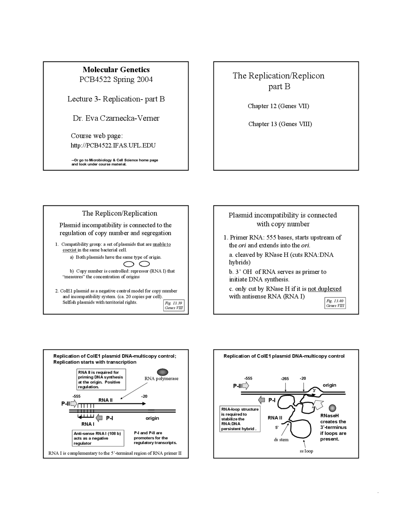 Lecture Slides On The Replication And Replicon Pcb 4522 Docsity