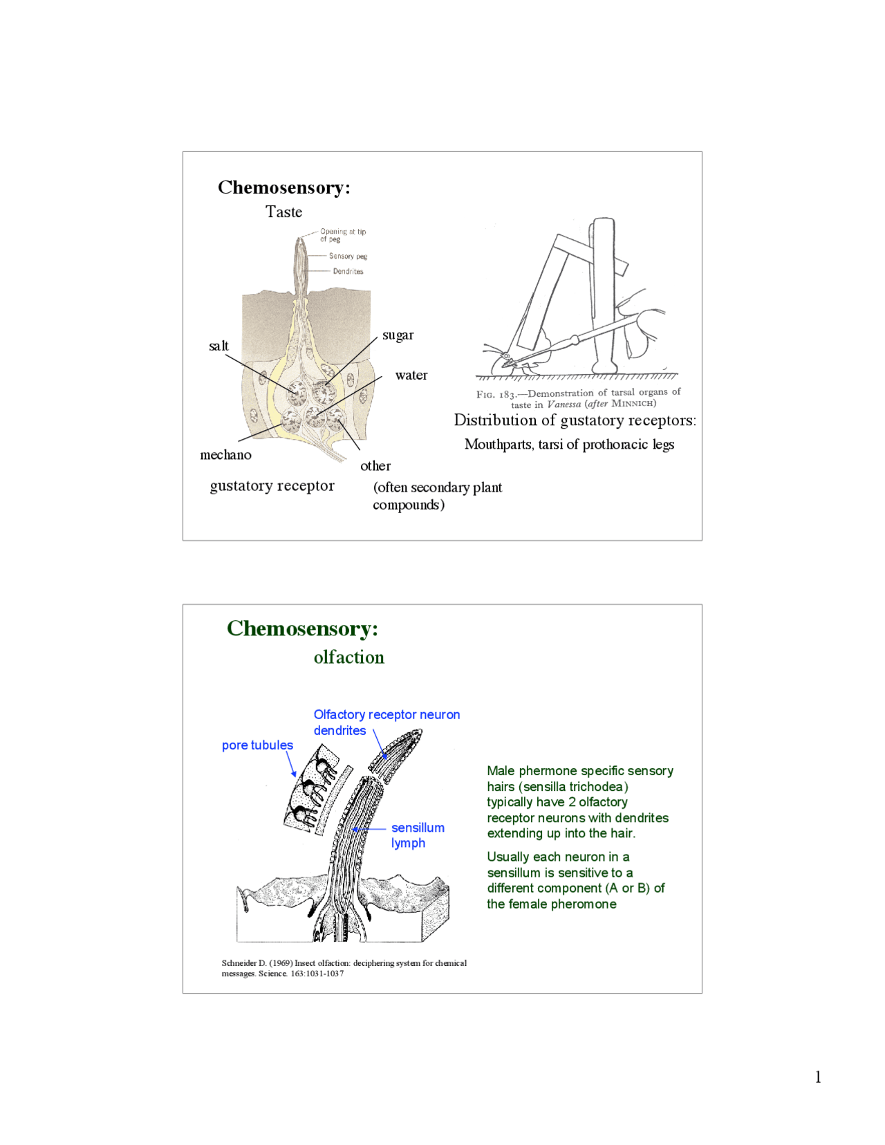 Lecture Slides On Chemosensory Entomology Biol 454 Docsity
