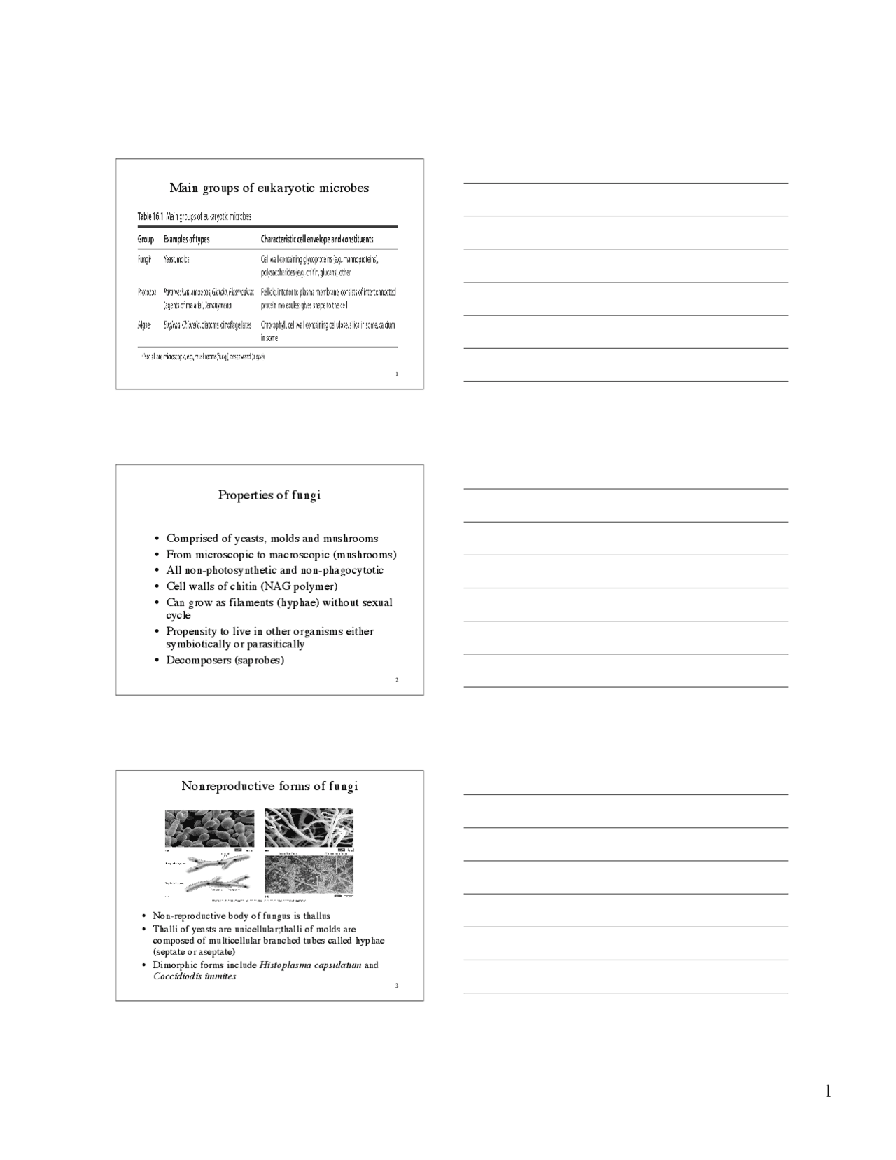 Main Groups Of Eukaryotic Microbes And Properties Of Fungi Mcb 3020