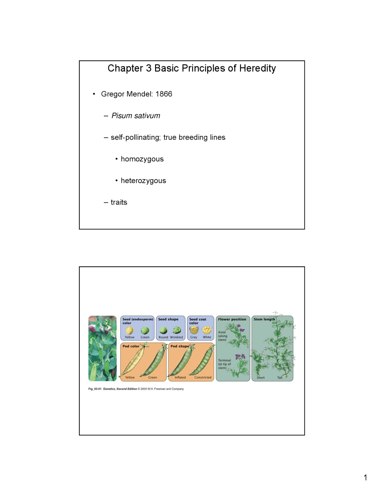 Basic Principles of Heredity - Lecture Slides | AGR 3303 - Docsity