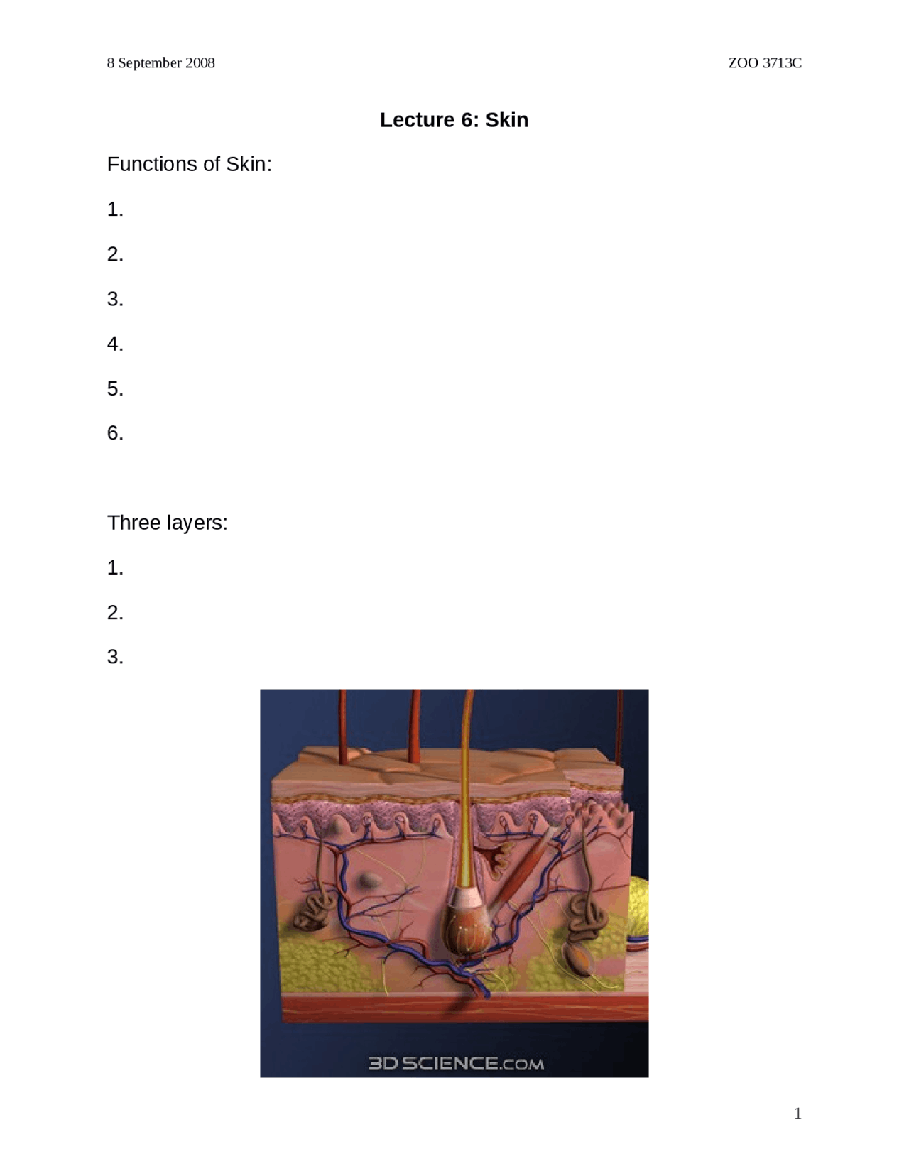 Function of Skin, Skin - Lecture Notes | ZOO 3713 - Docsity