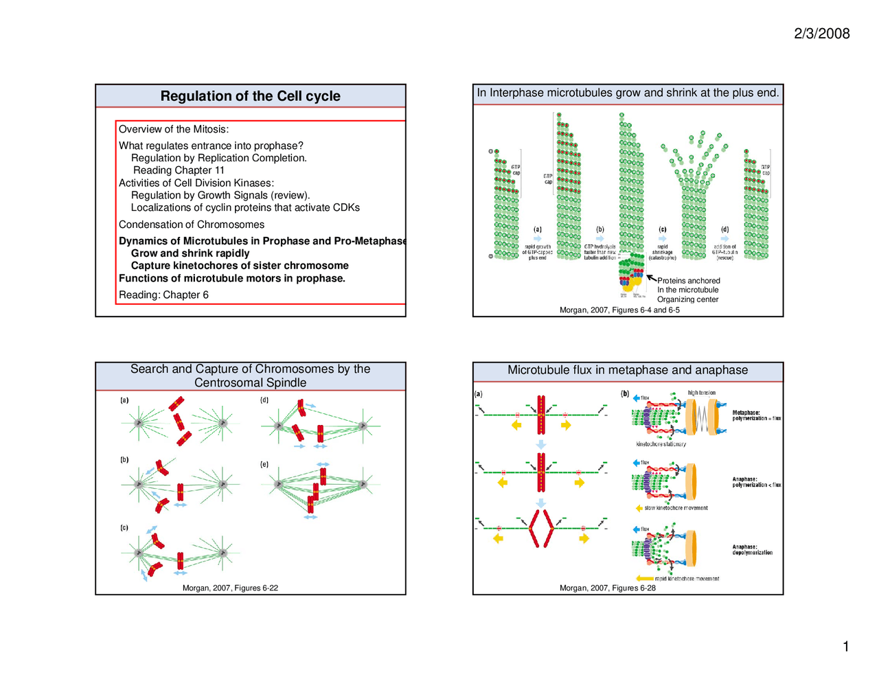 Regulation Of The Cell Cycle Lecture Slides Biol 401 Docsity
