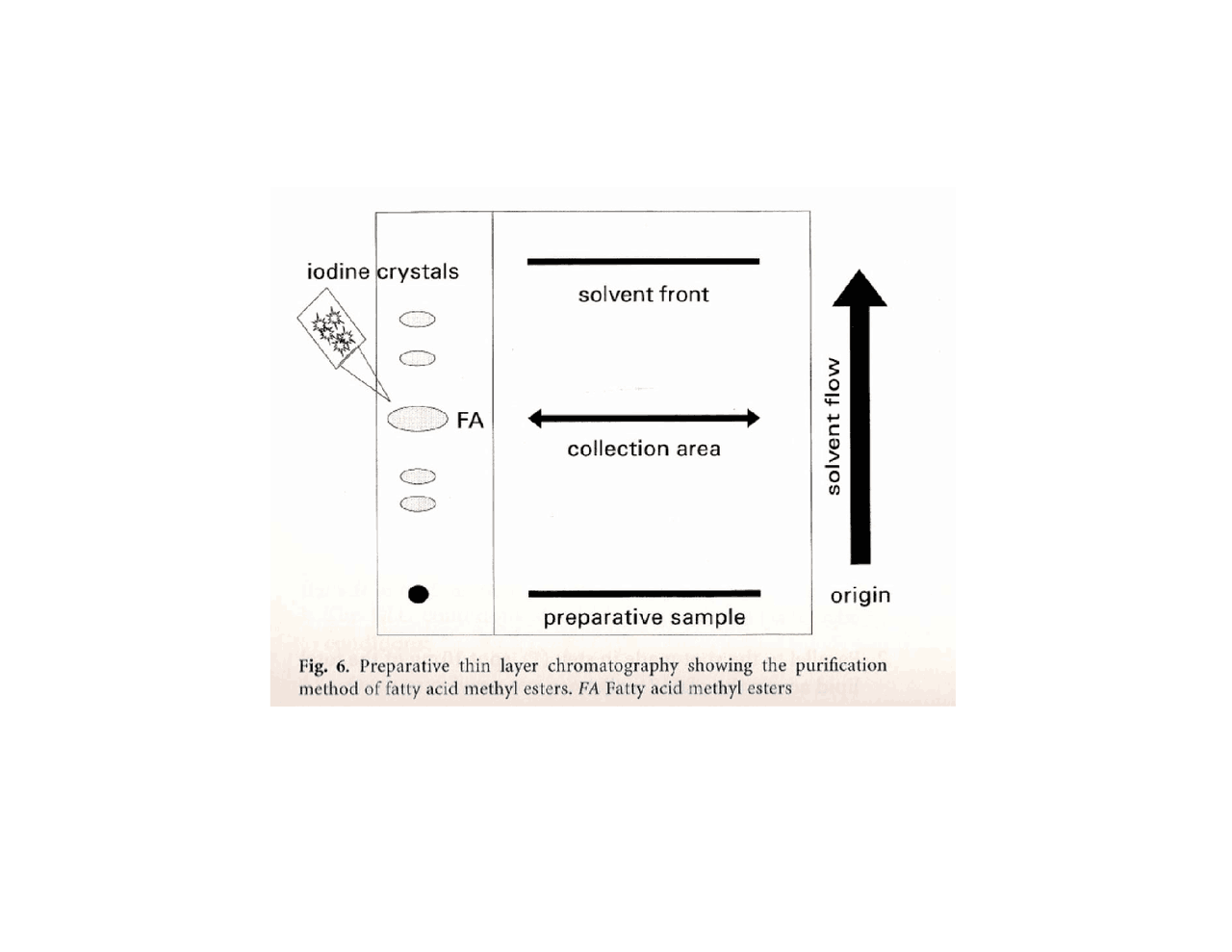 Preparative Thin Layer Chromatography Showing Purification Methods ...