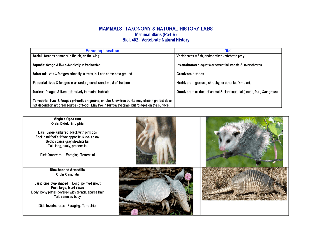 Mammals - Taxonomy & Natural History - Laboratory | BIOL 452 - Docsity