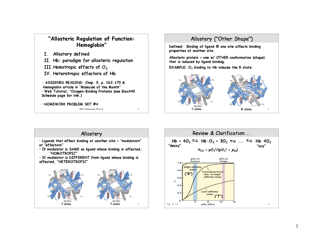 Allosteric Regulation of Function: Hemoglobin - Biochemistry | BIOC 440 - Docsity