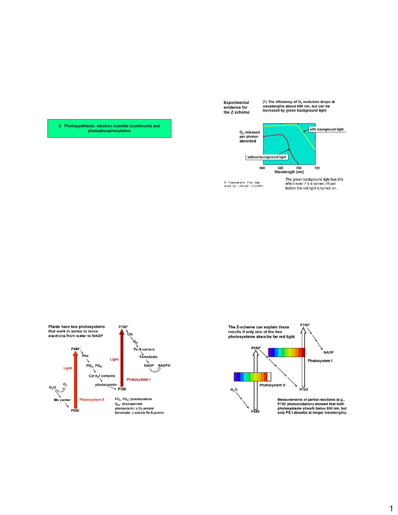 Photosynthesis: Electron Transfer and Photophosphorylation - Biochemistry | BIOC 441 - Docsity
