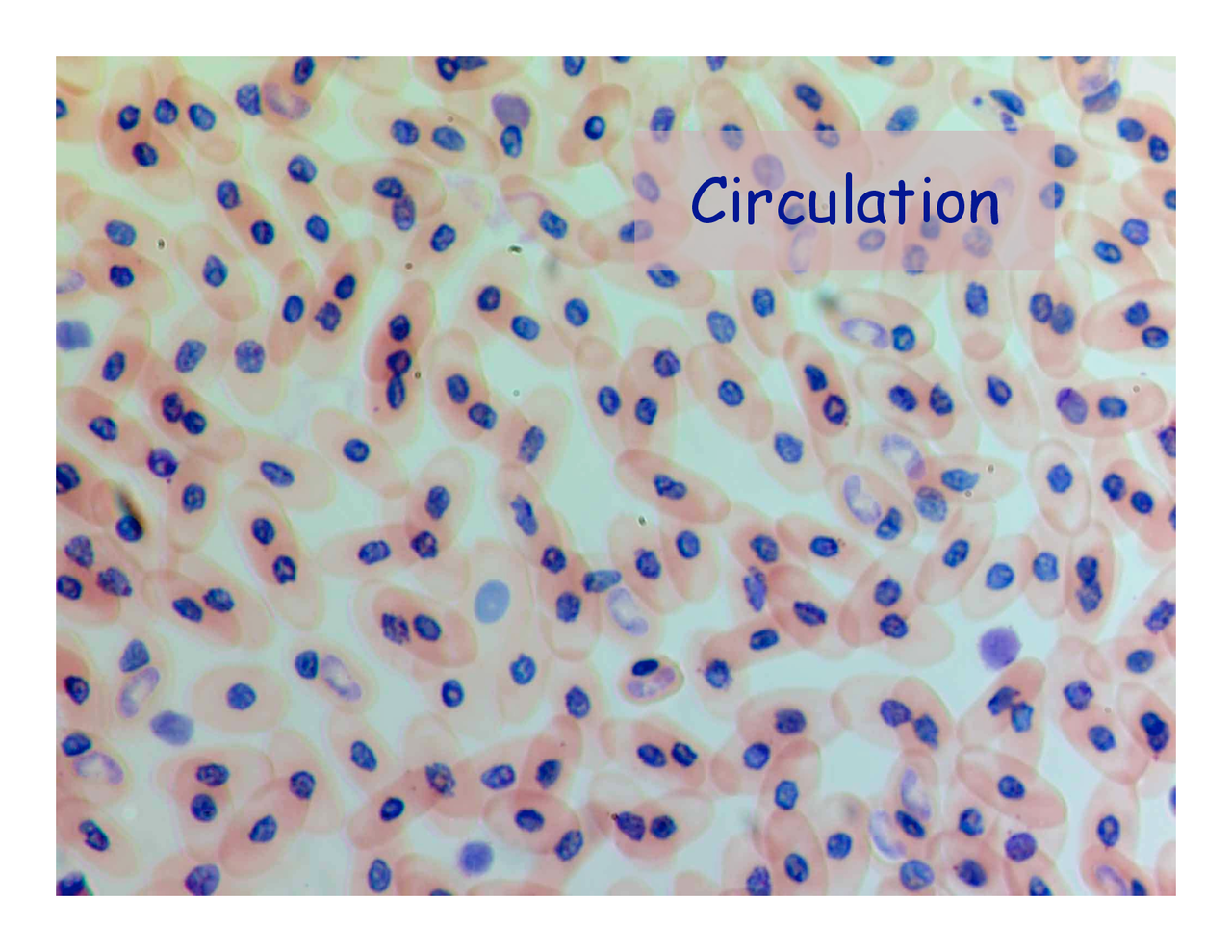 Circulatory System Lecture Slides Bsc 2011 Docsity
