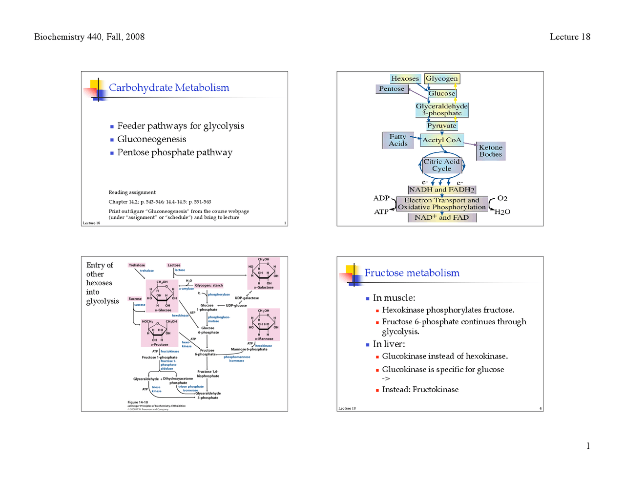 Carbohydrate Metabolism Biochemistry Bioc 440 Docsity
