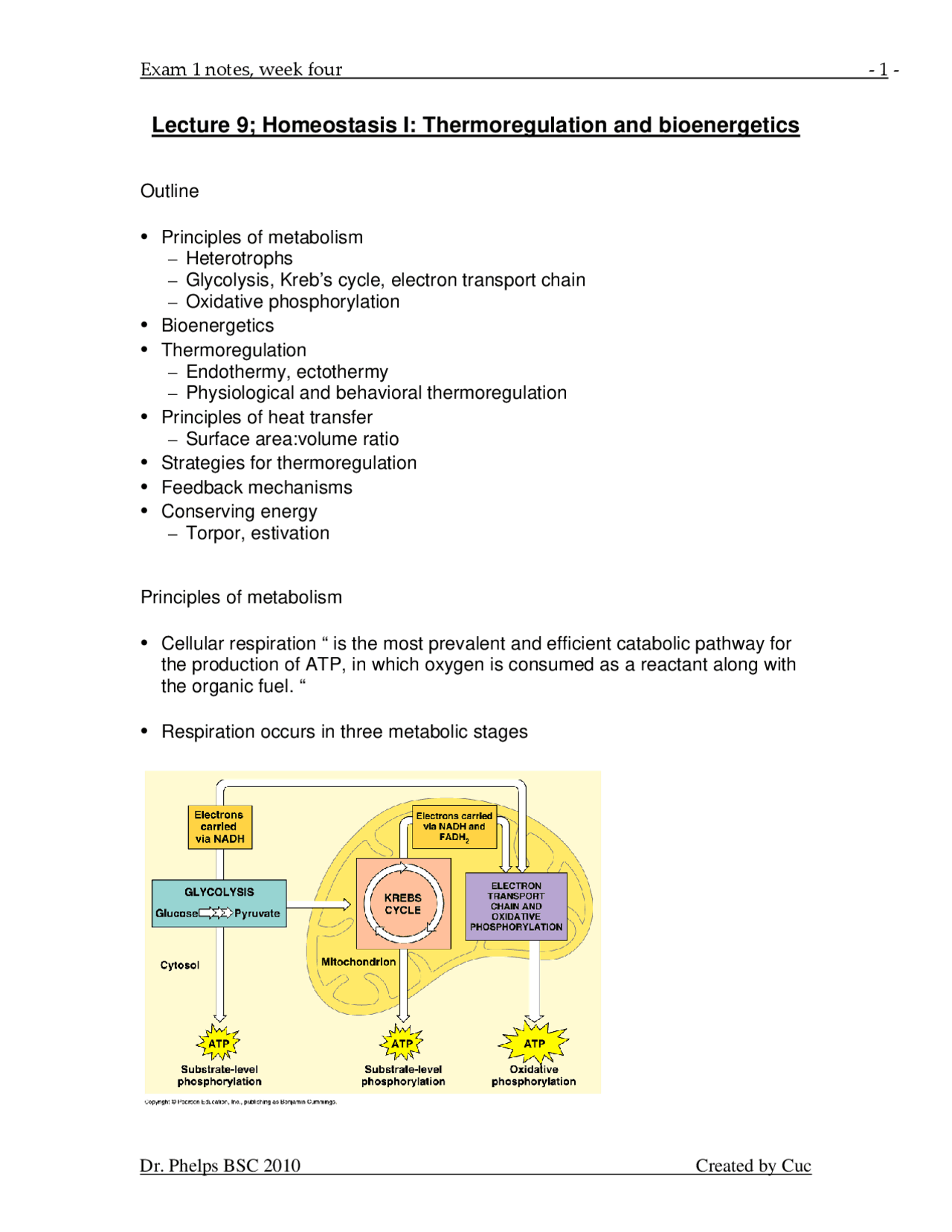 Homeostasis I: Thermoregulation and bioenergetics - Study Guide | BSC ...