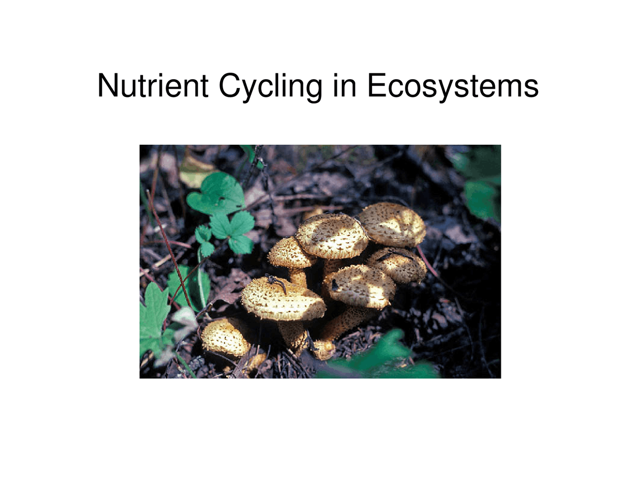 Nutrient Cycling in Ecosystems - Integrated Principles Biology II | BSC ...