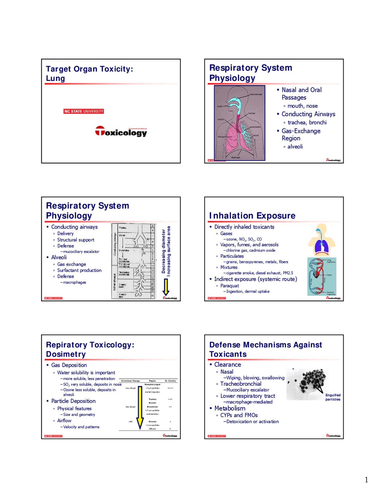 Target Organ Toxicity: Lung in the Respiratory System Psychology | TOX ...