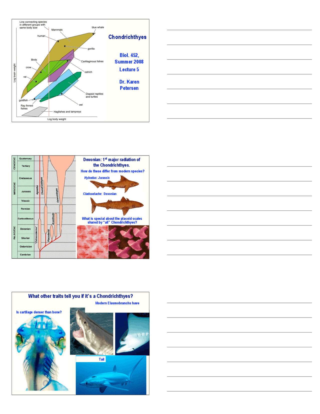 Lecture Slides on Chondrichthyes - Vertebrate Zoology | BIOL 452 - Docsity
