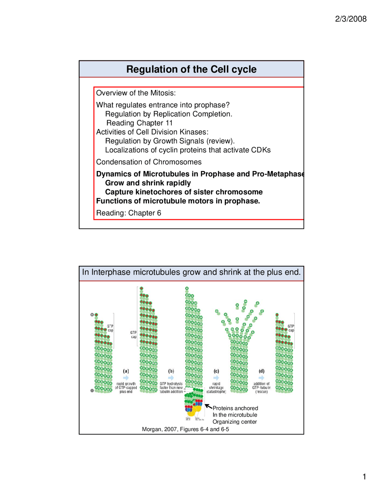 Overview of Mitosis - Regulation of the Cell Cycle | BIOL 401 - Docsity