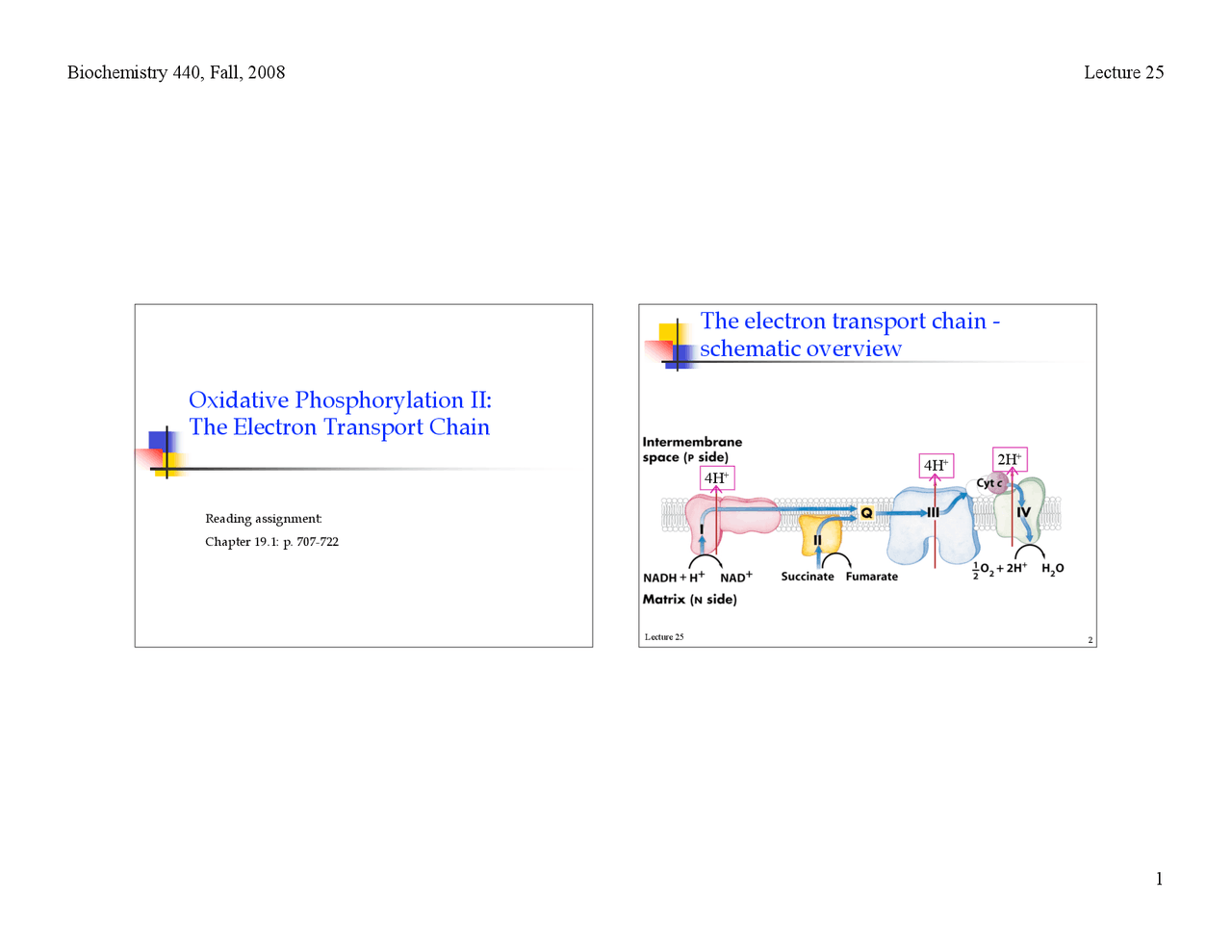 Oxidative Phosphorylation I The Electron Transport Chain Bioc 440