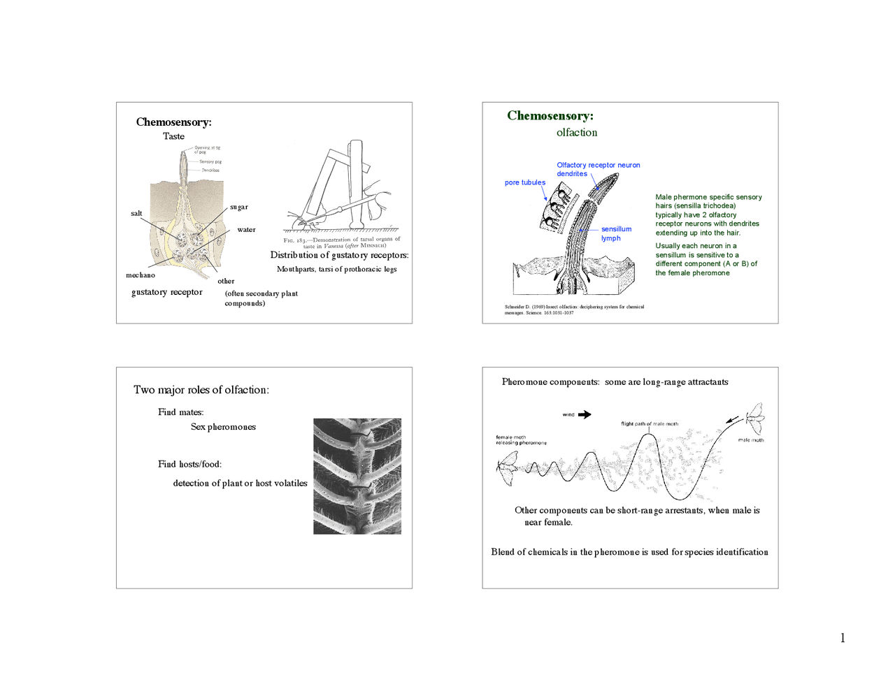 Lecture Slides On Chemosensory Taste And Olfaction Entomology Biol