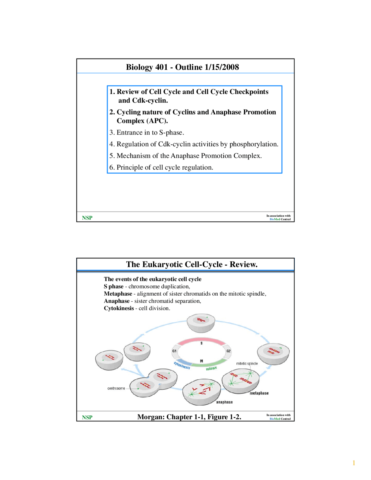 The Eukaryotic-Cell Cycle Review - Advanced Cell Biology | BIOL 401 ...