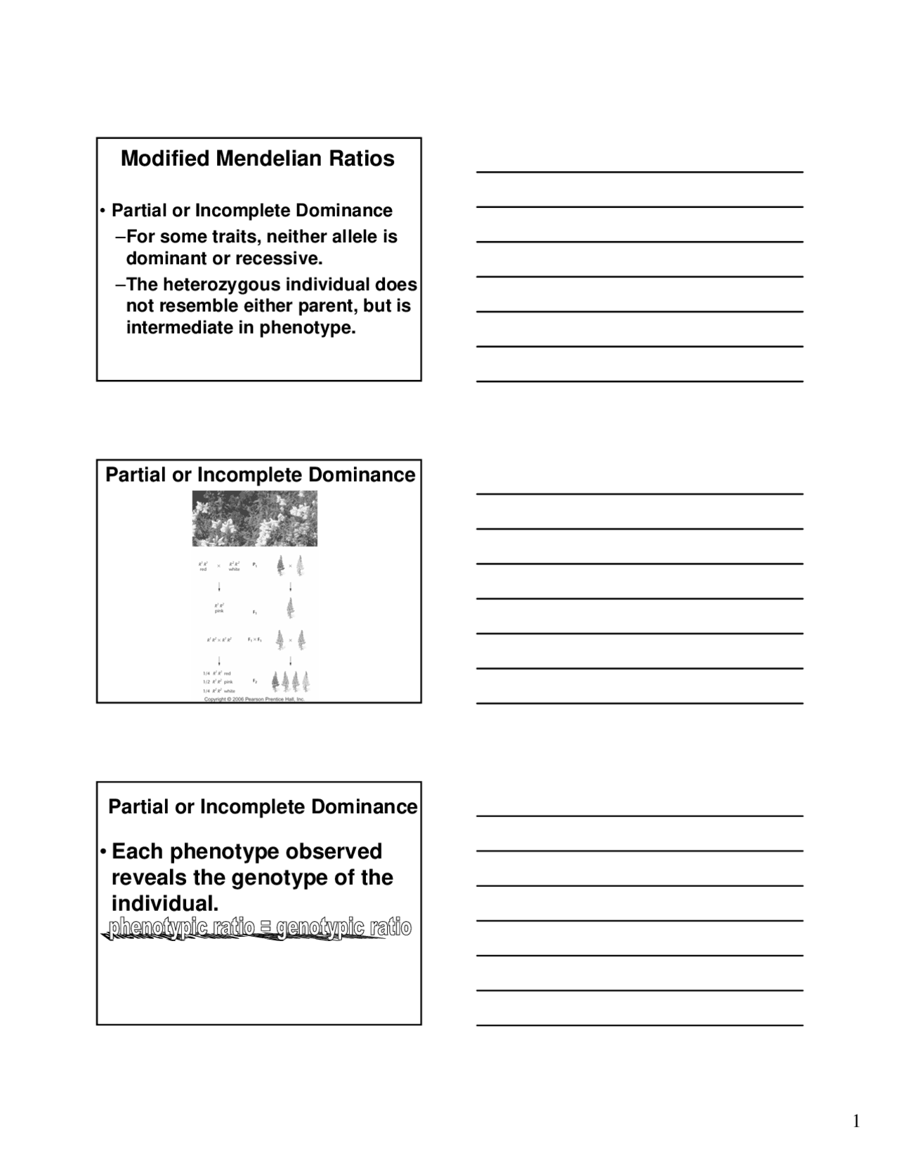 Modified Mendelian Ratios Lecture Slides Agr 3303 Docsity