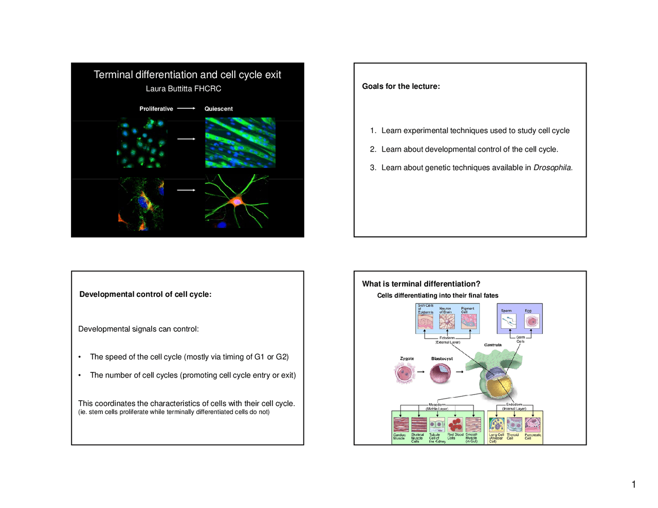 Terminal Differentiation and Cell Cycle Exit - Slides Notes | BIOL 401 ...