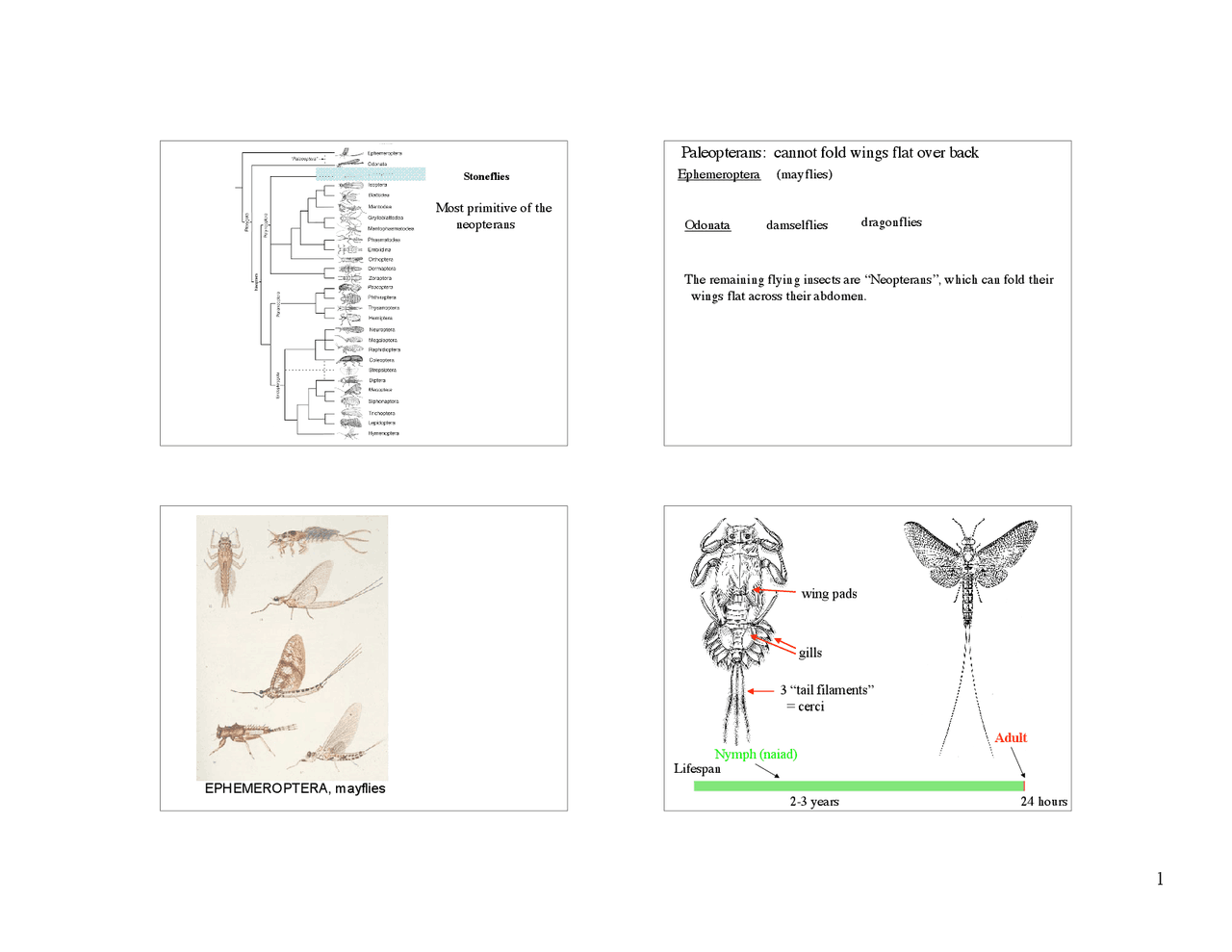 Slides For Paleoptera Entomology Biol 454 Docsity