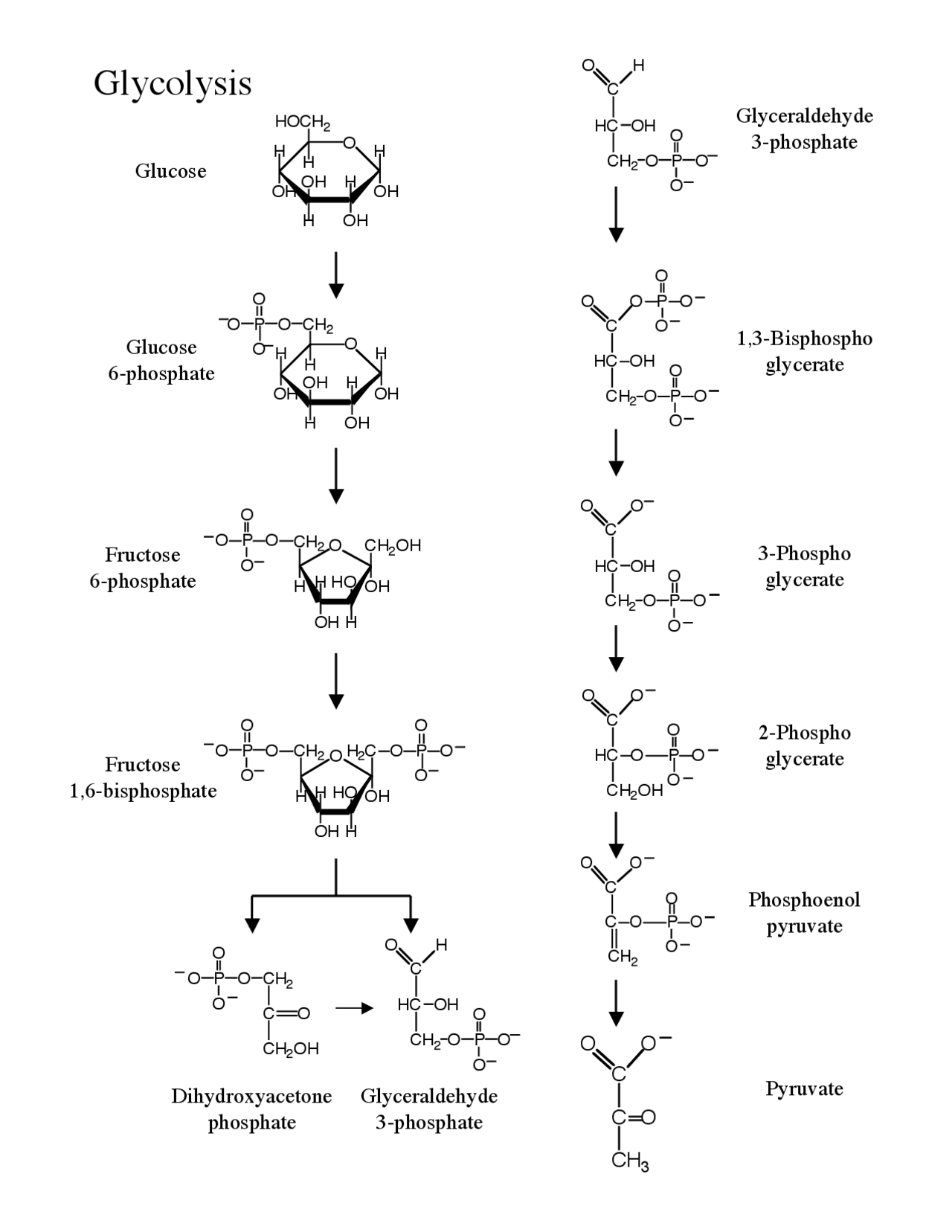 Notes On Glycolysis Biochemistry Bioc 440 Docsity