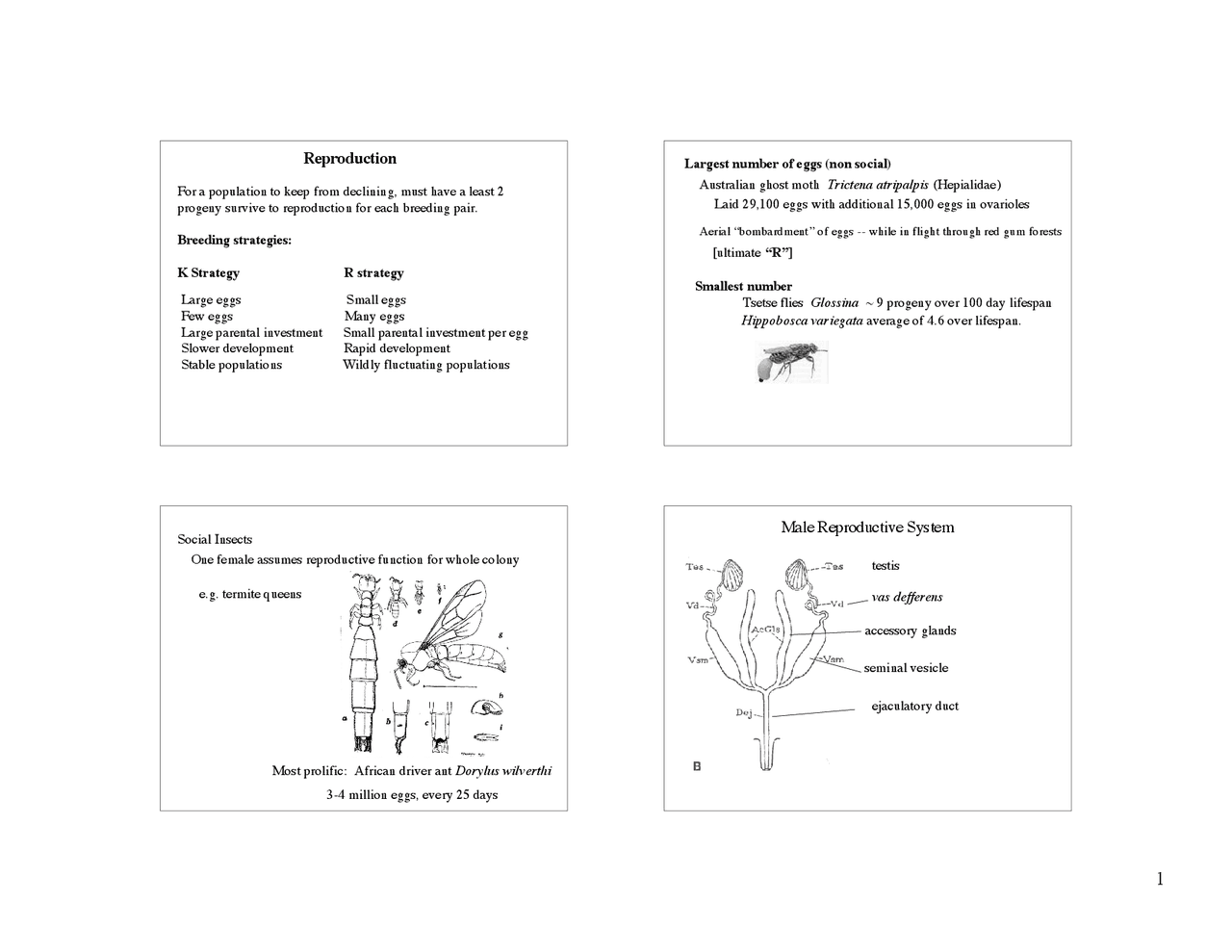 Lecture Slides On Reproduction Entomology Biol 454 Docsity