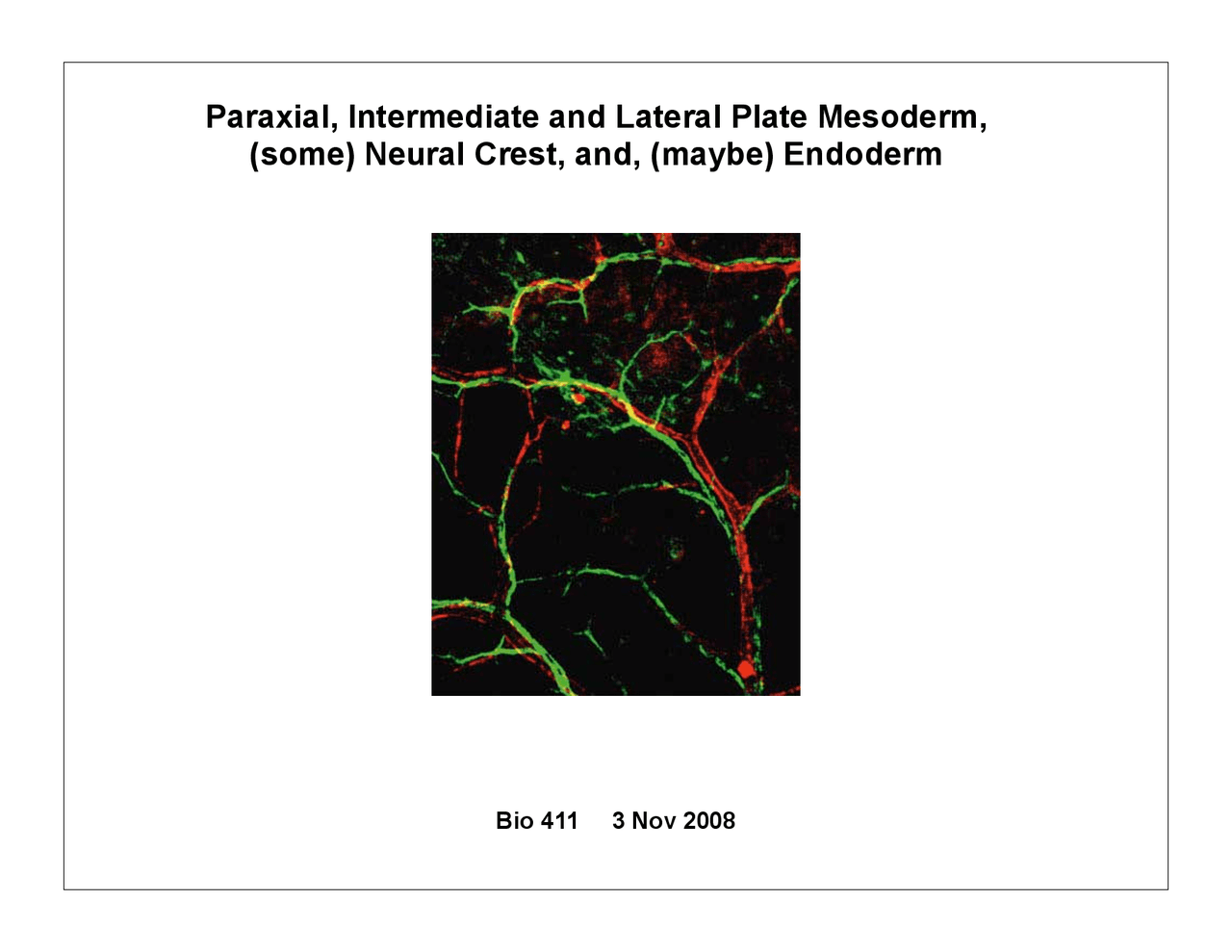 Paraxial, Intermediate and Lateral Plate Mesoderm, Neural Crest, and ...