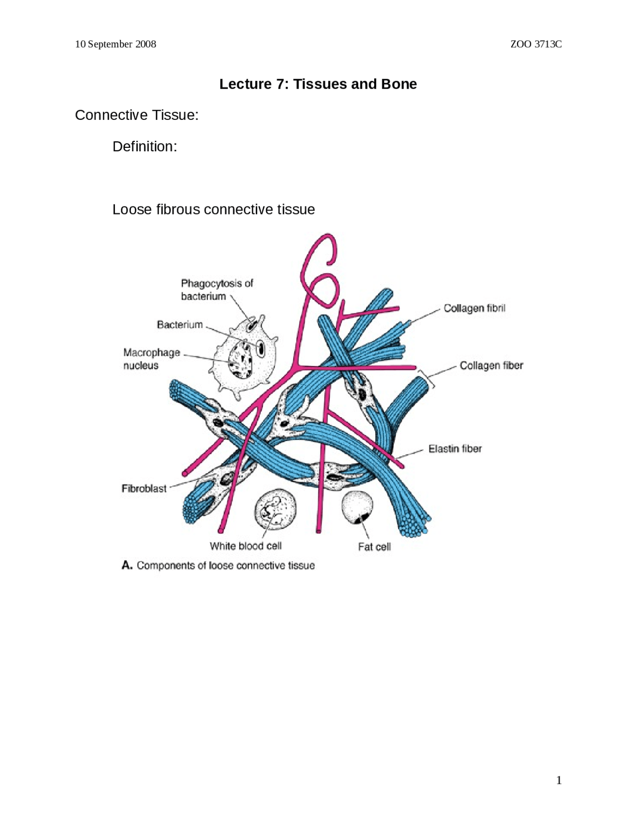 Notes on Tissues and Bones - Functional Vertebrate Anatomy | ZOO 3713 ...