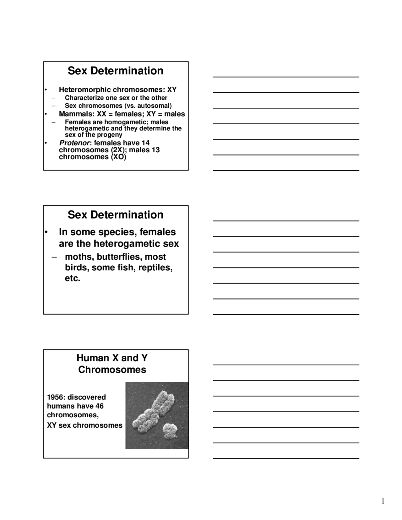 Sex Determination Lecture Slides Agr 3303 Docsity